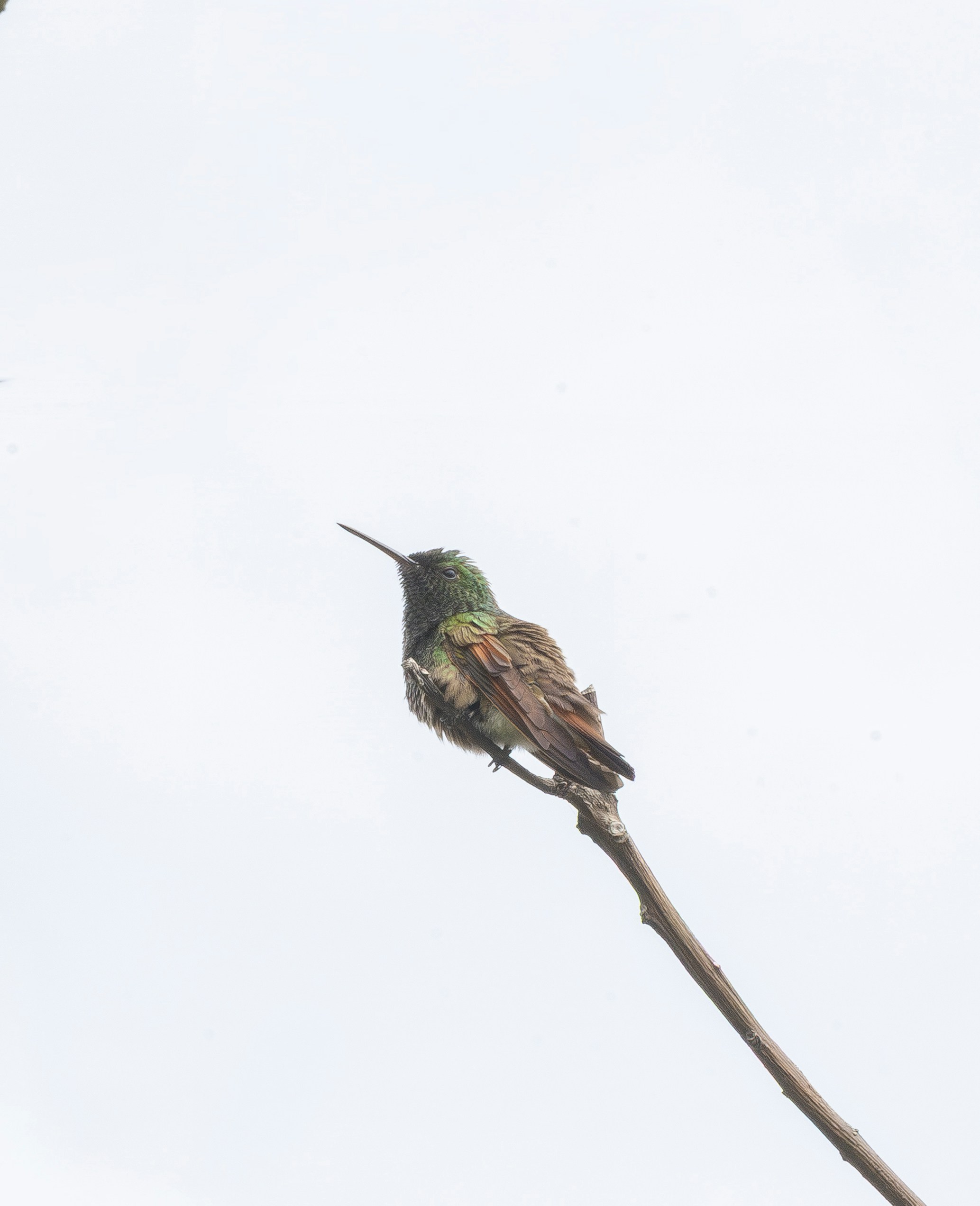  perched hummingbird on a bare twig against pale sky