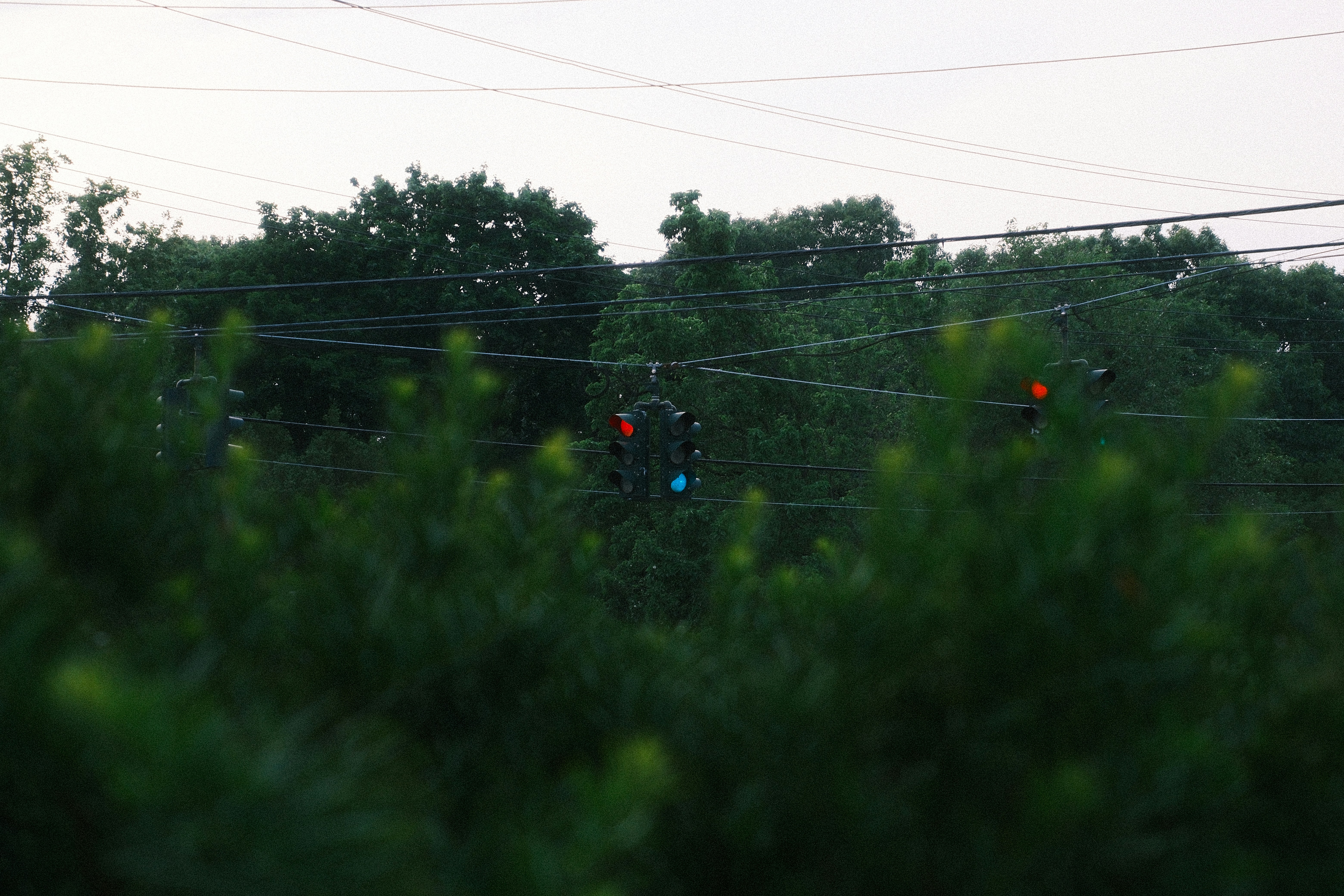 Hidden Signal Through Wintergreen Bushes at Dusk