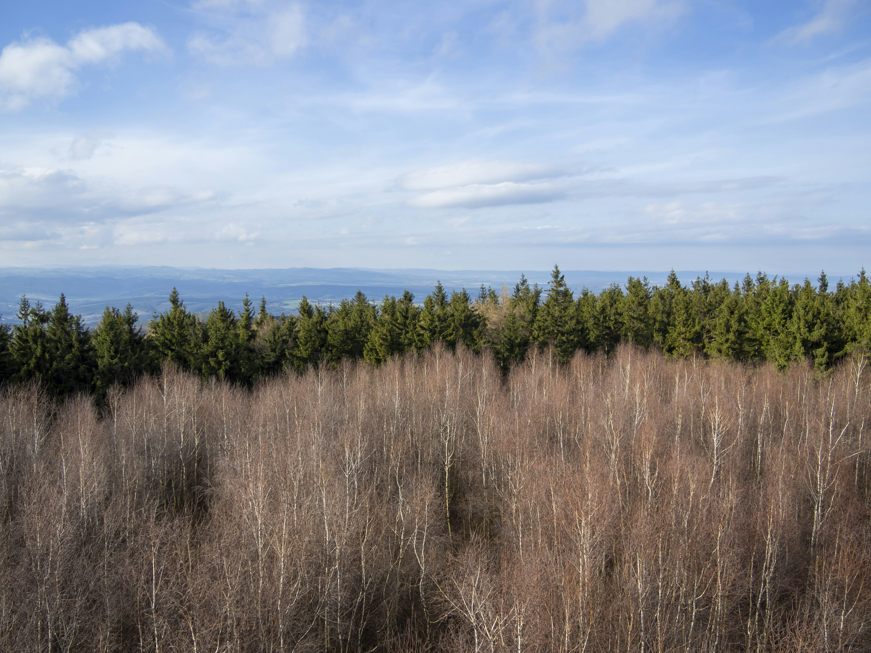 Edge of Winter Woods Under a Broad Sky