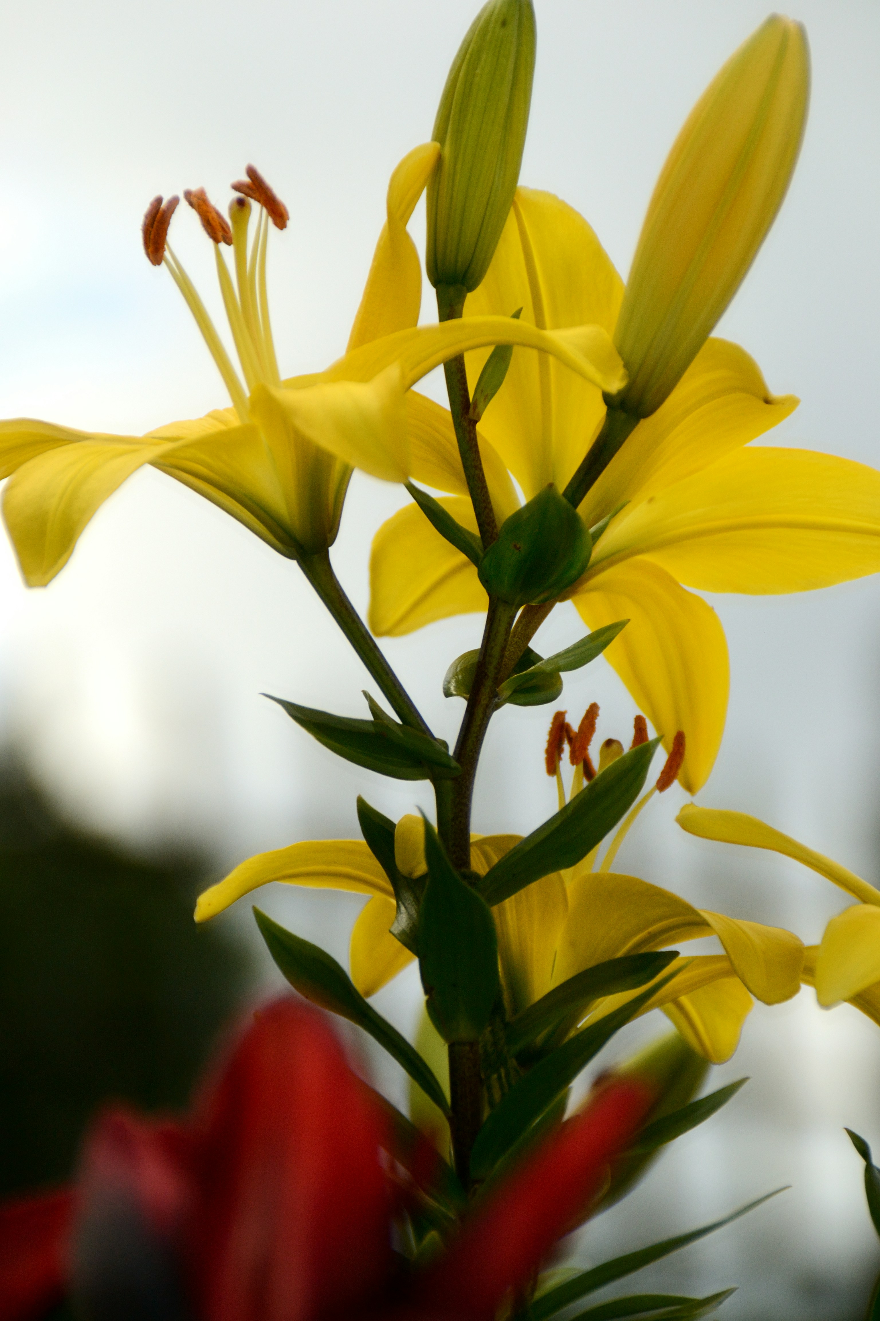 Yellow Lily Stem Reach: An Up-Close Portrait of Spring Veils
