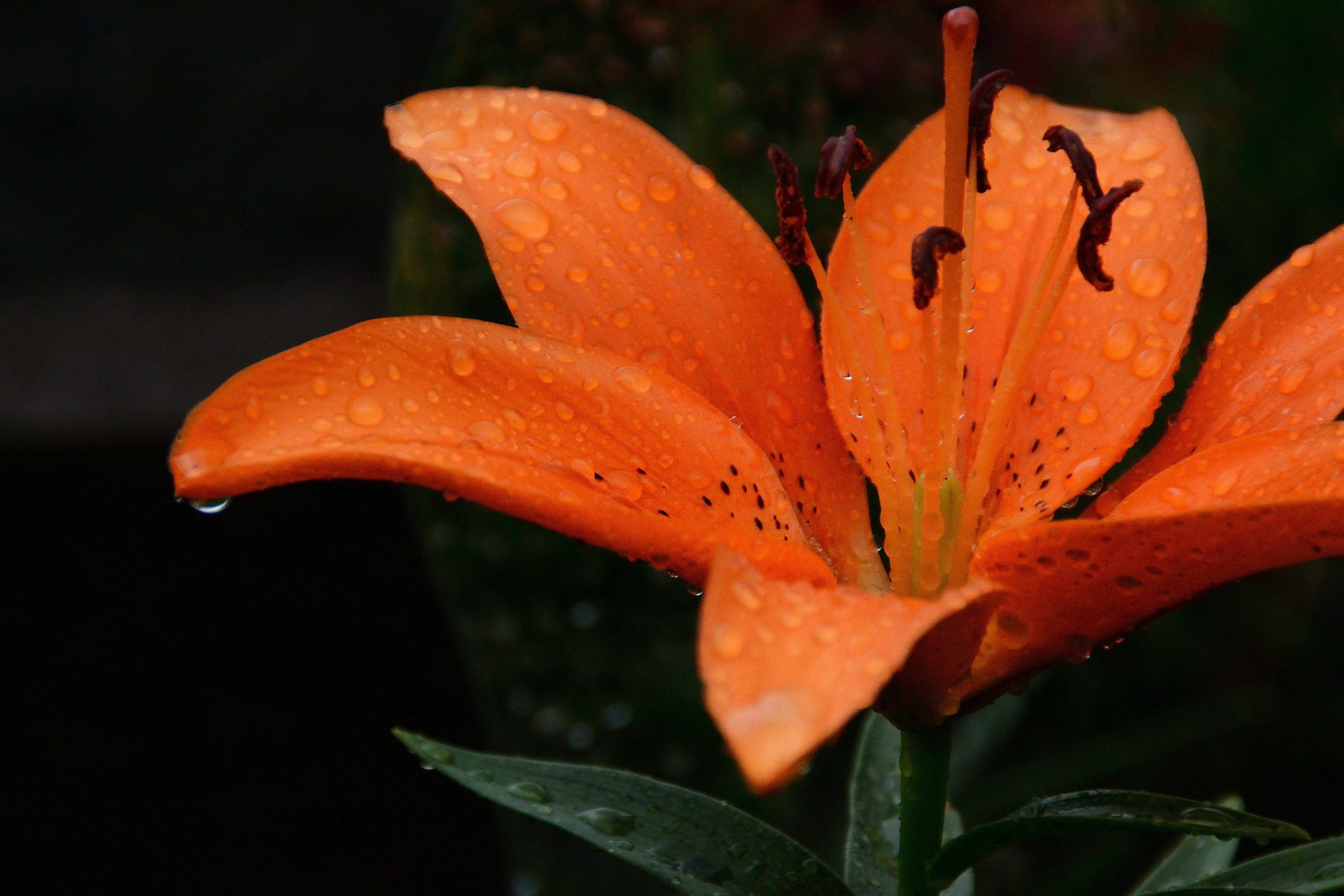 Orange Lily in Focus: Water Droplets on Petals