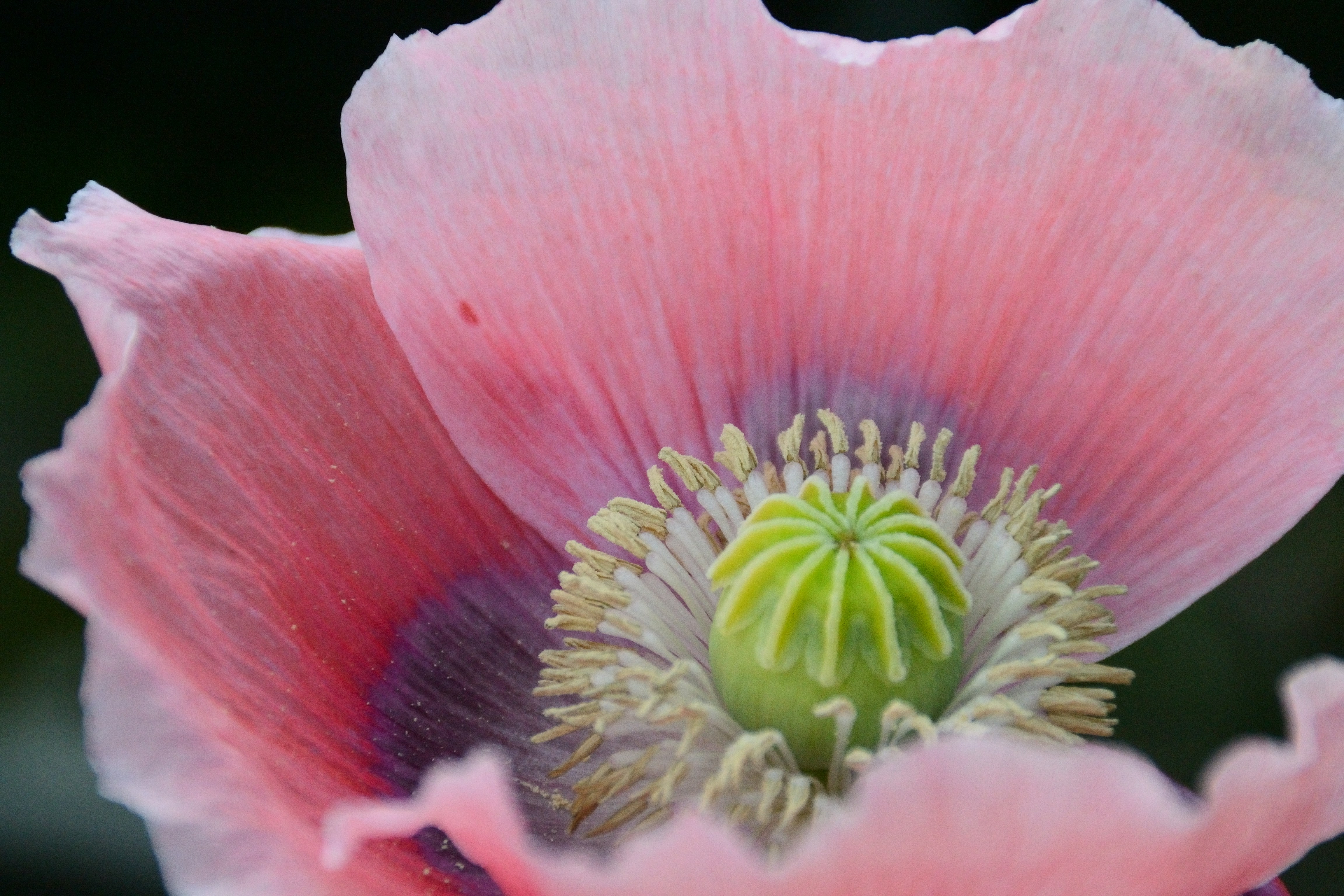 Center of Bloom: A Close-Up Petal Portrait