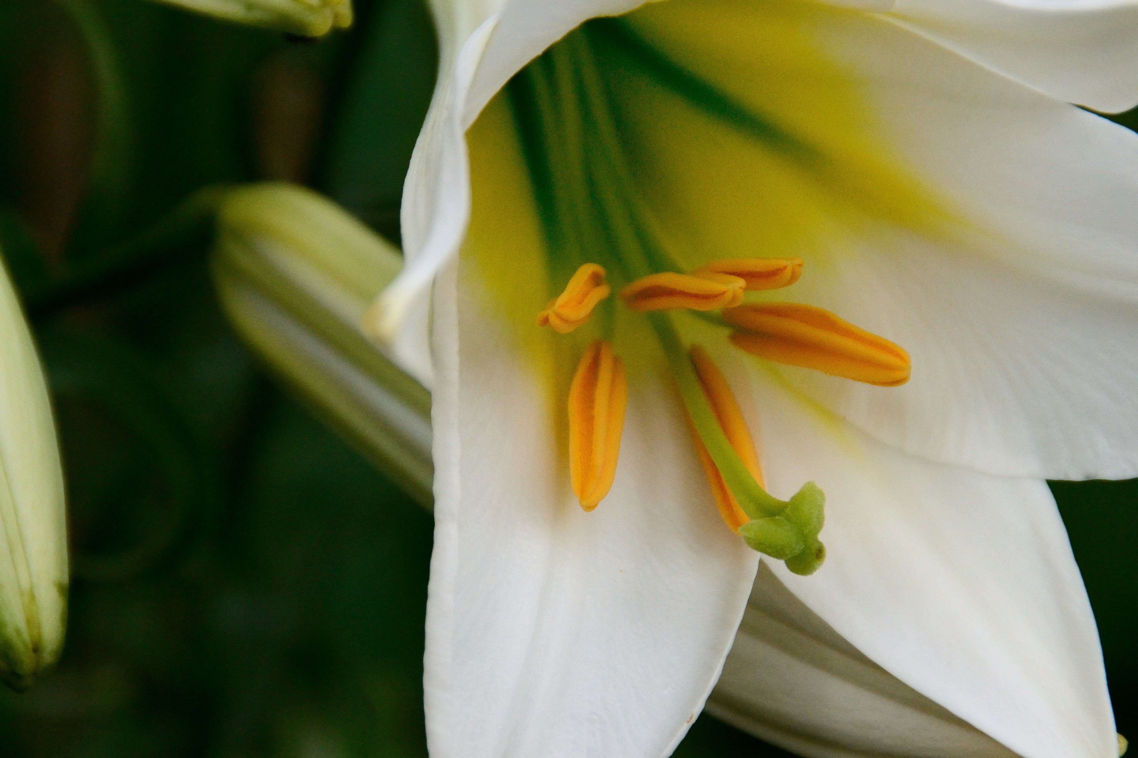 White Lily in Close-up: A Burst of Orange Stamens and Green Pistil