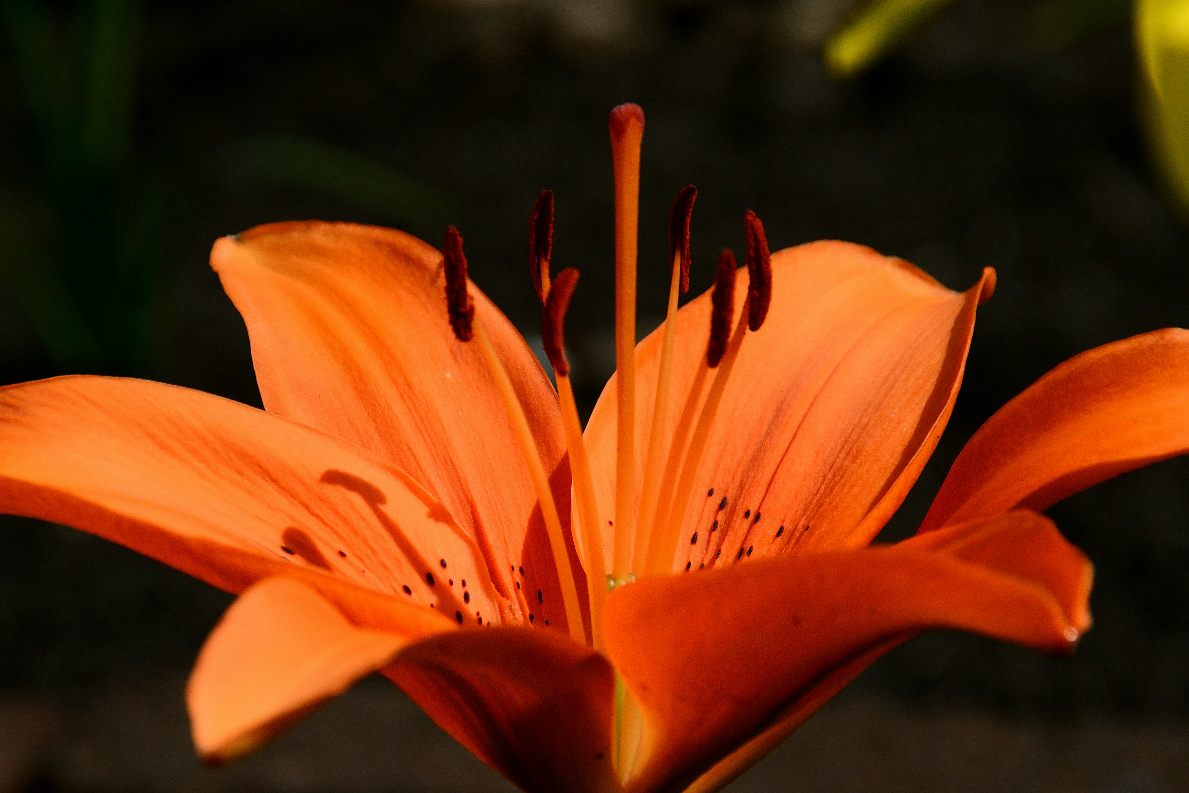 Close-Up Bloom: An Orange Lily Reaches for the Light