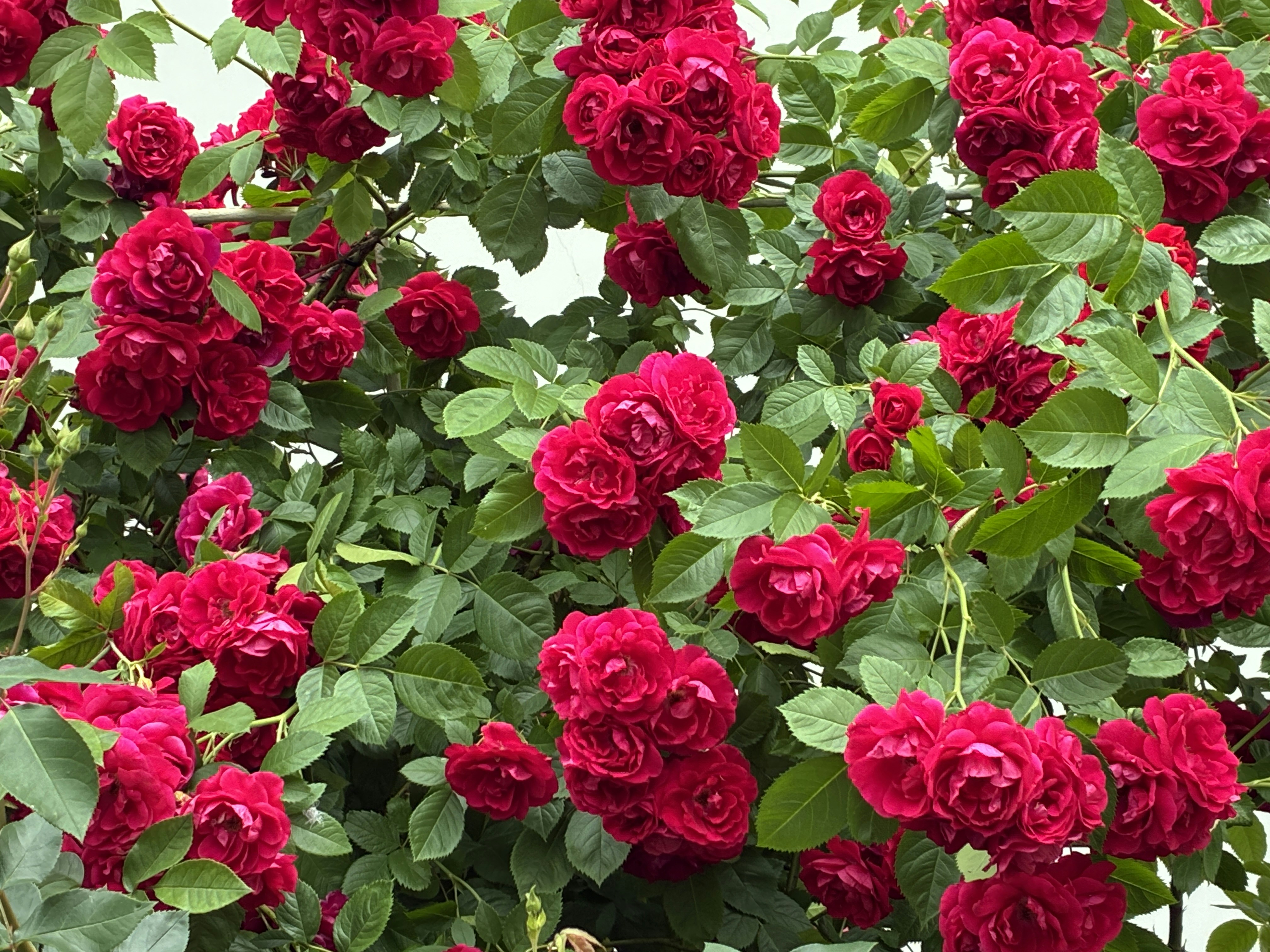 Crimson Crown: A Burst of Roses in Full Bloom