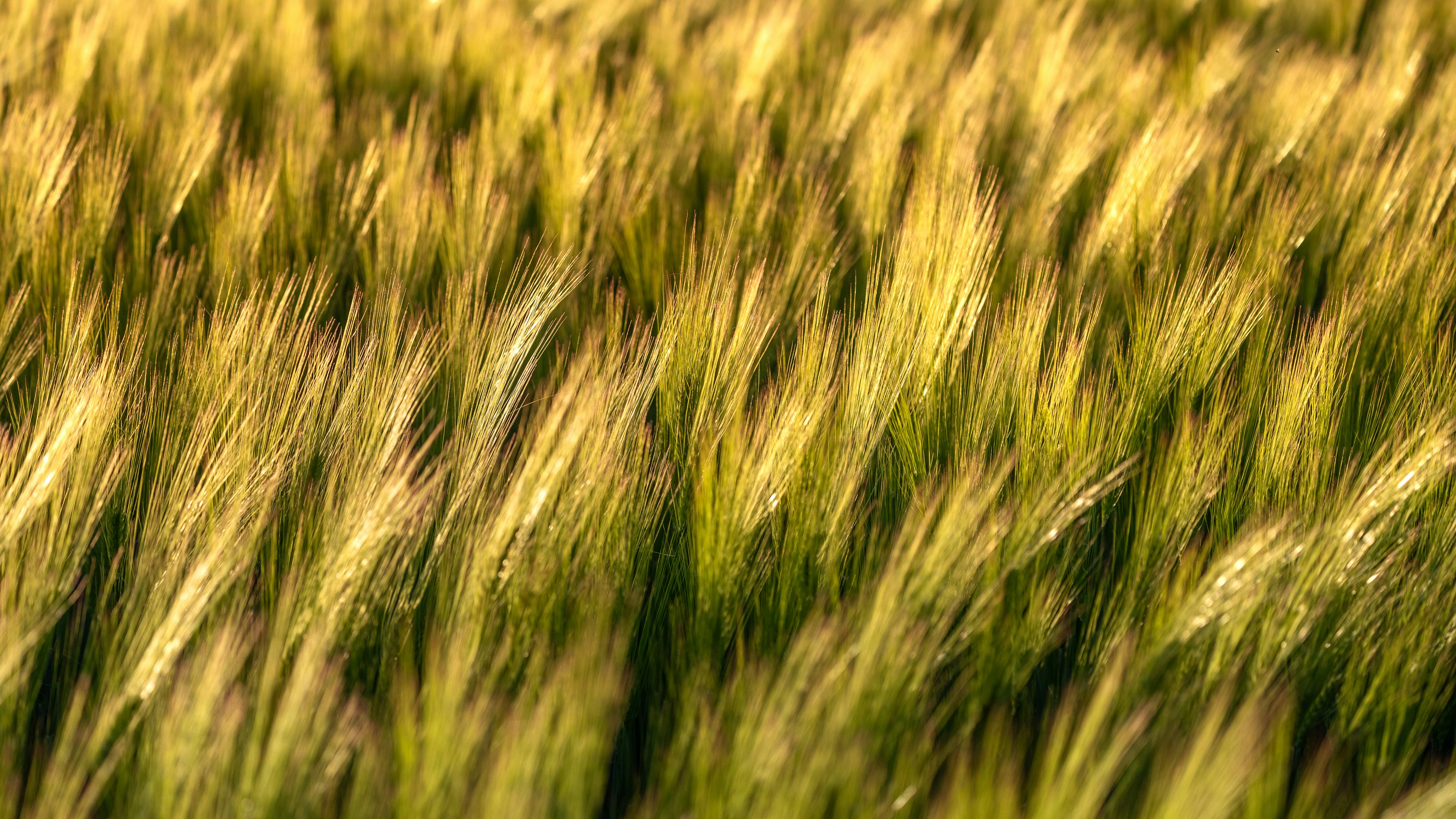 Photo by Marek Piwnicki with Canon EOS R6