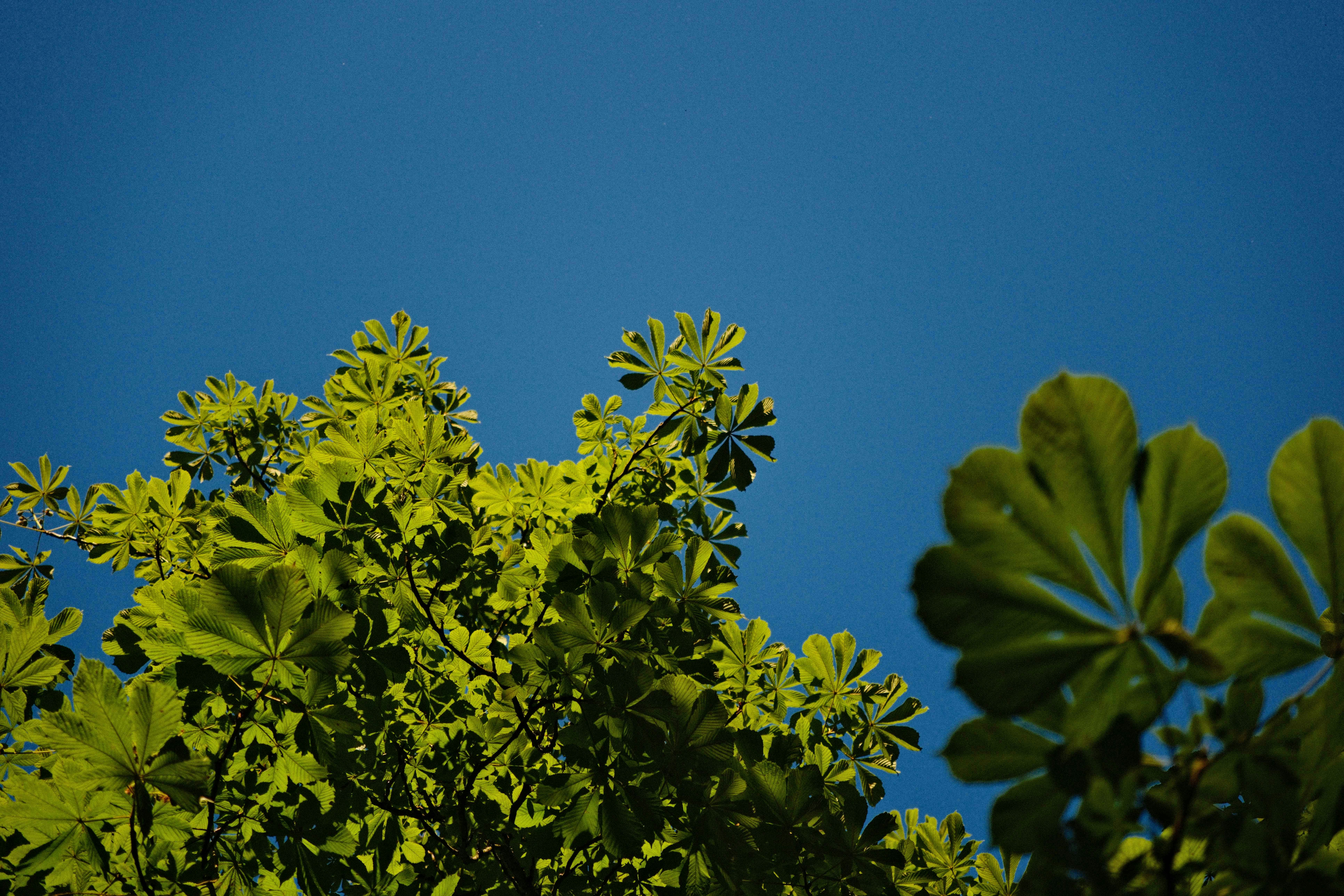 Sunlit canopy meets the clear blue sky