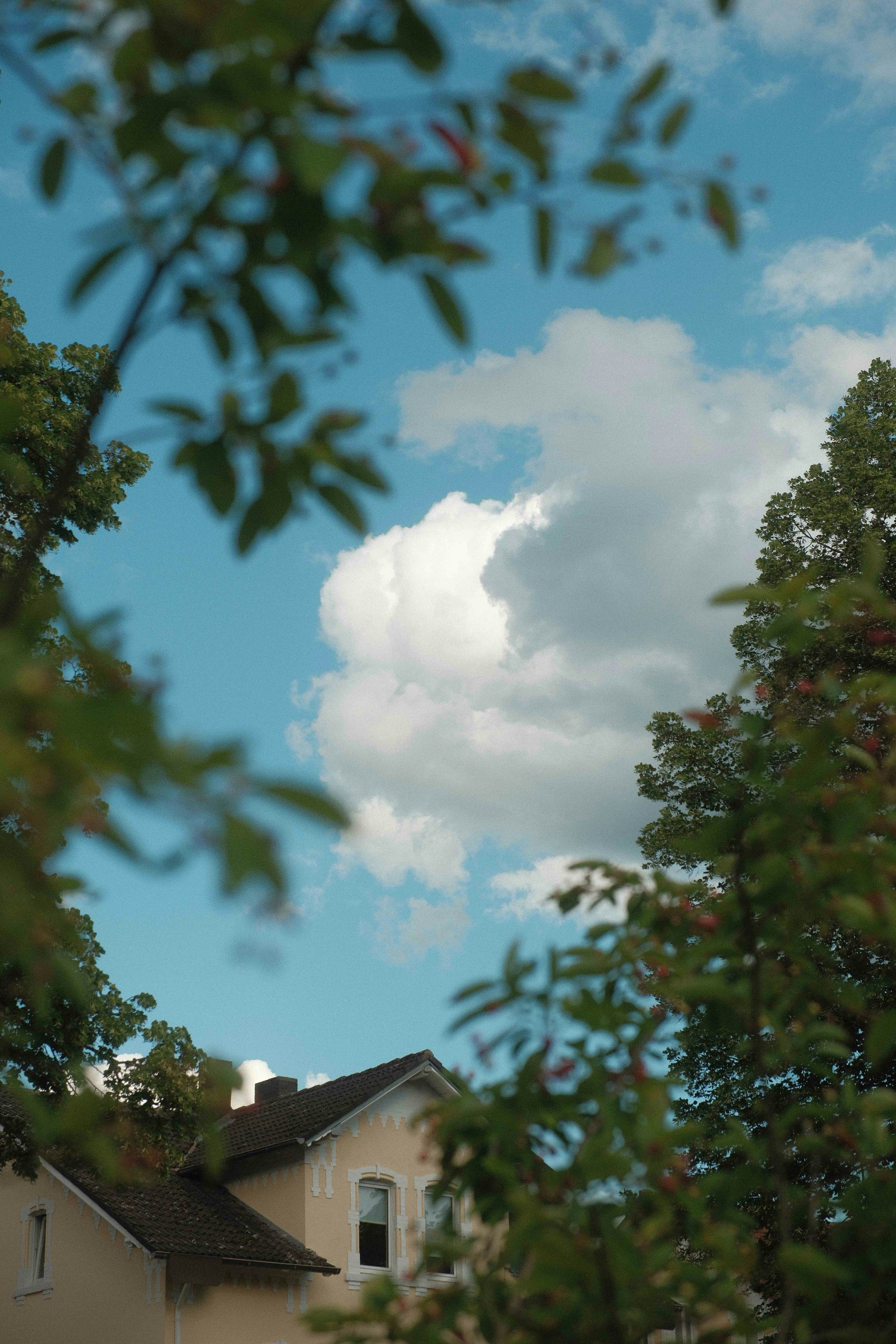 Skyward through the Foliage: A Quiet Suburban Moment