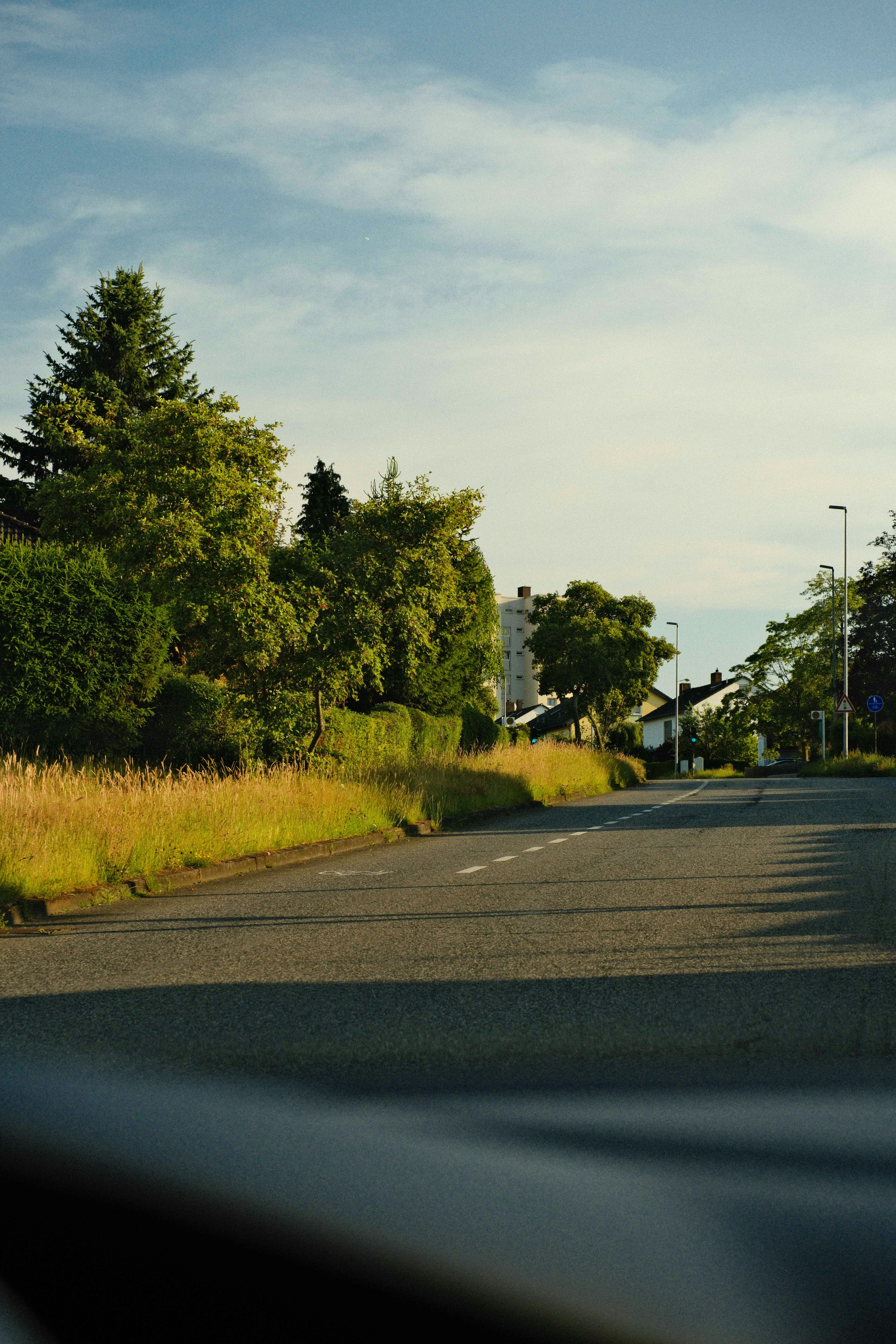 Sunlit suburban avenue: quiet roadway lined with trees