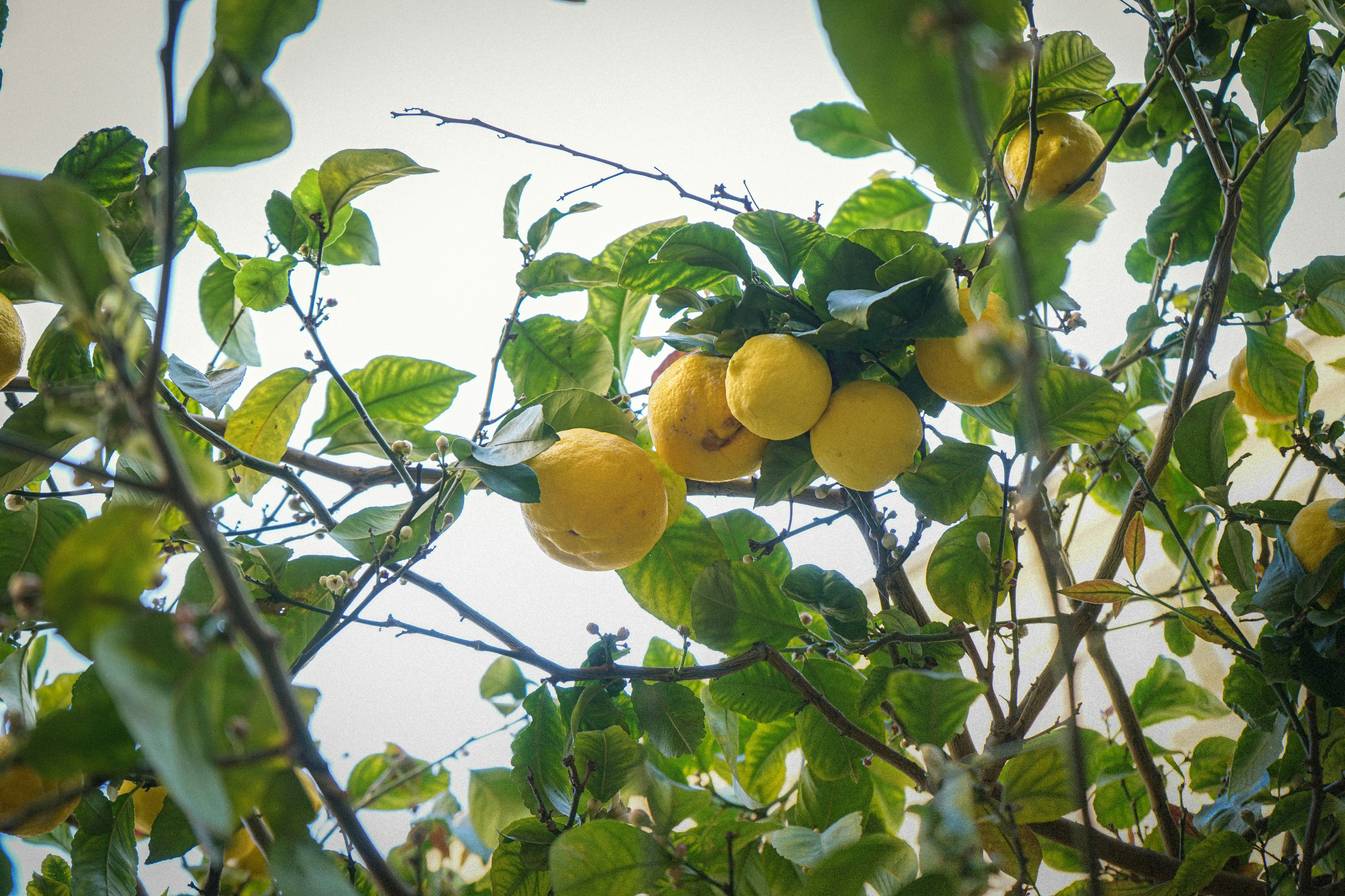 Sun-kissed lemons Amid Green Canopy