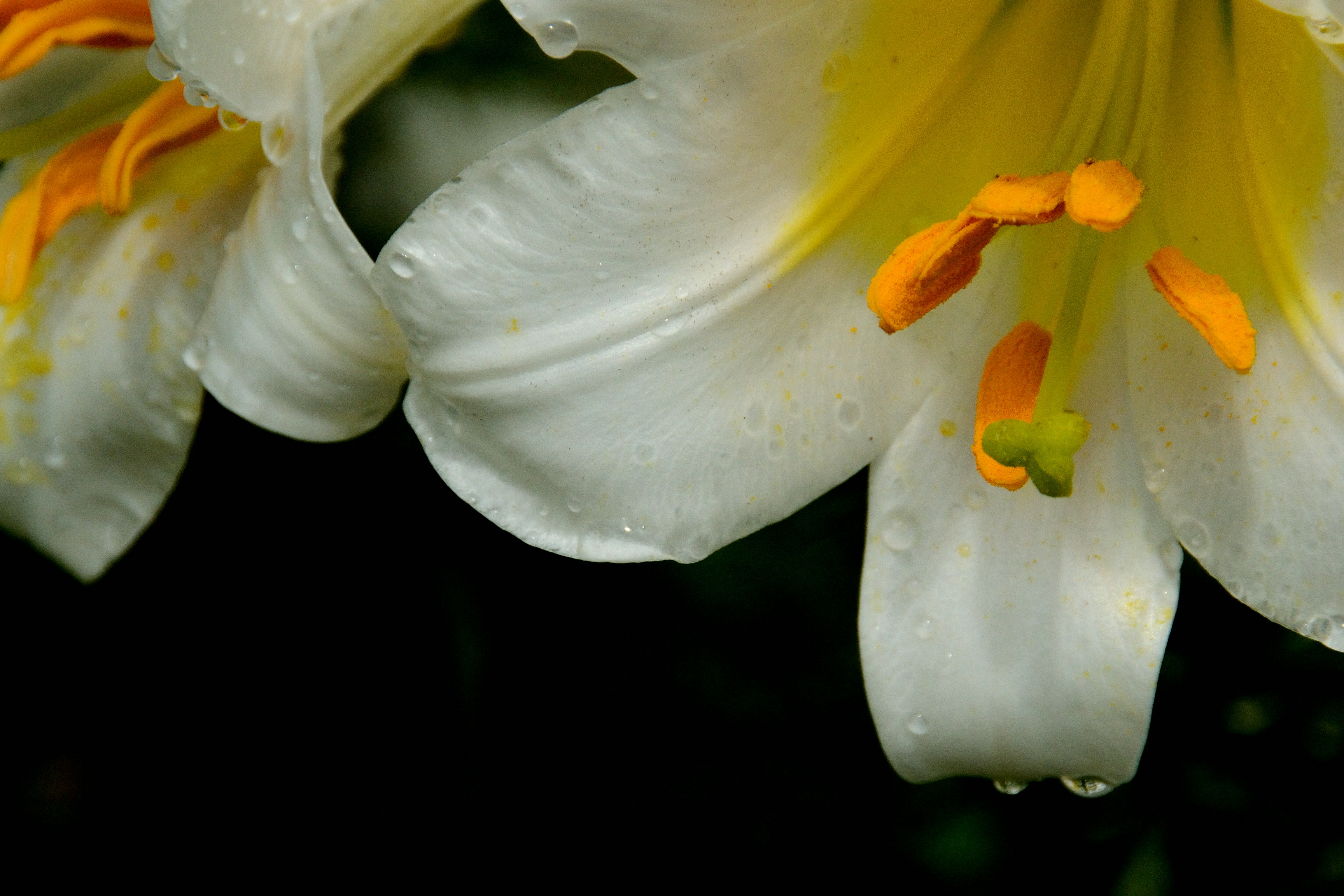 Petals in Focus: Close-Up of White Lily Stamens against Dark Backdrop