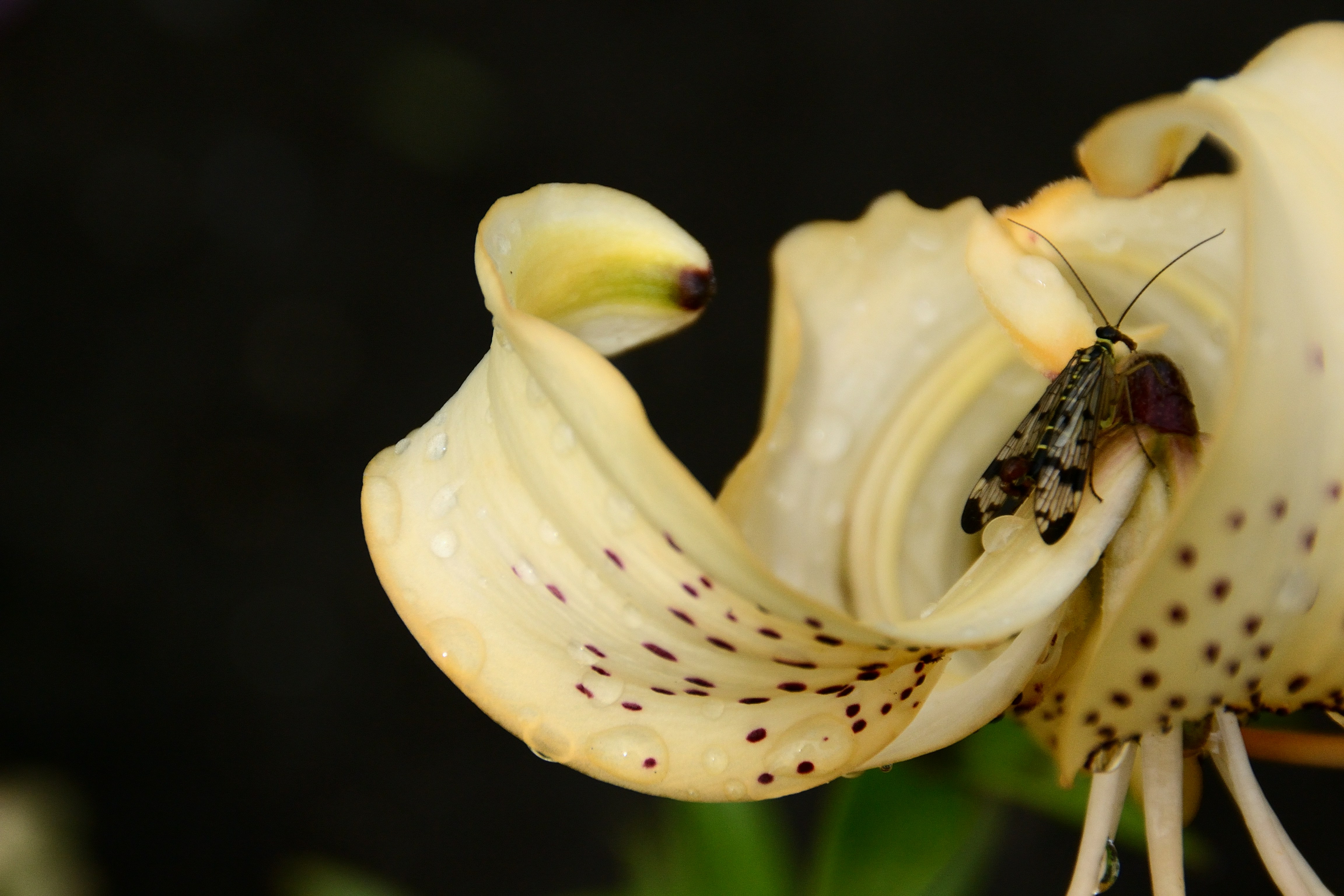 Yellow lily petal curl with a small insect resting near the center