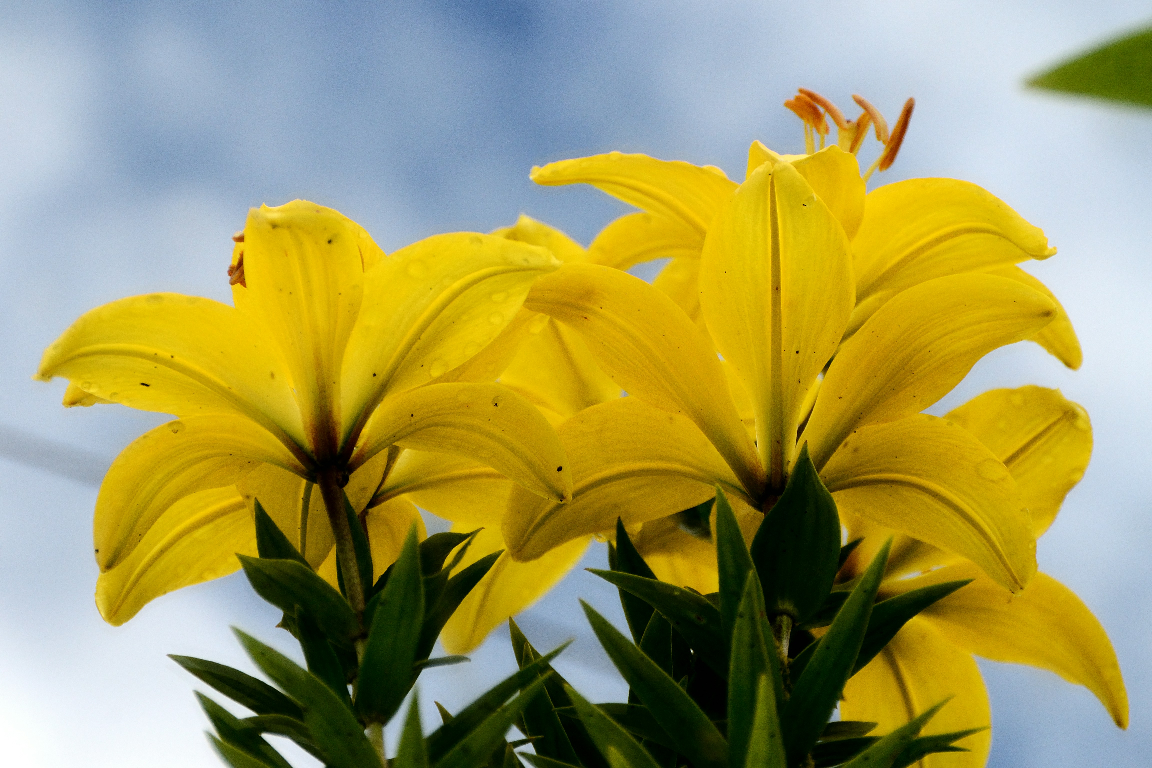 Yellow Lilies in Bright Focus Against a Sky