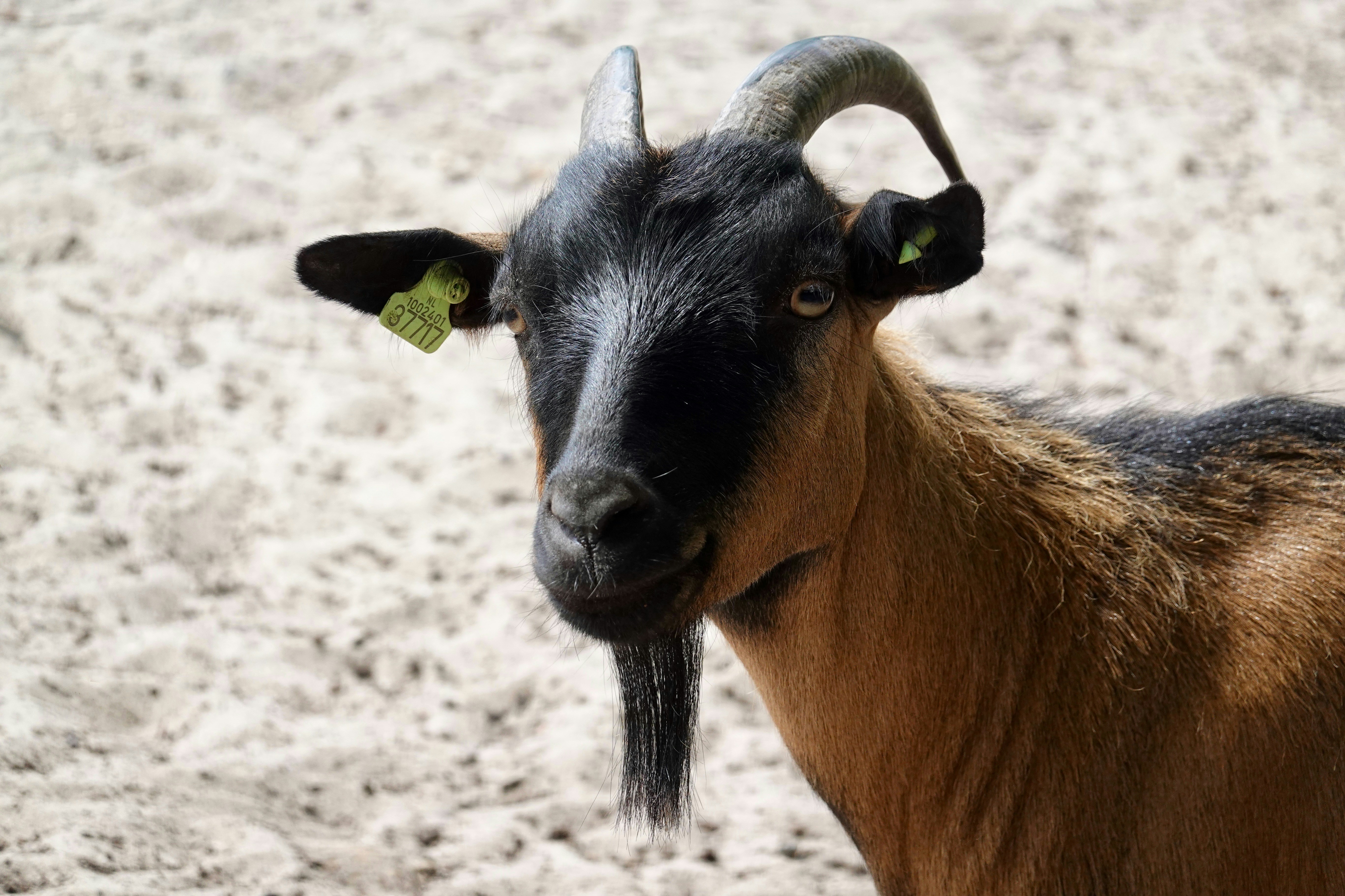 Goat in Midden Field: Direct Gaze and Horns Under Bright Sandlight