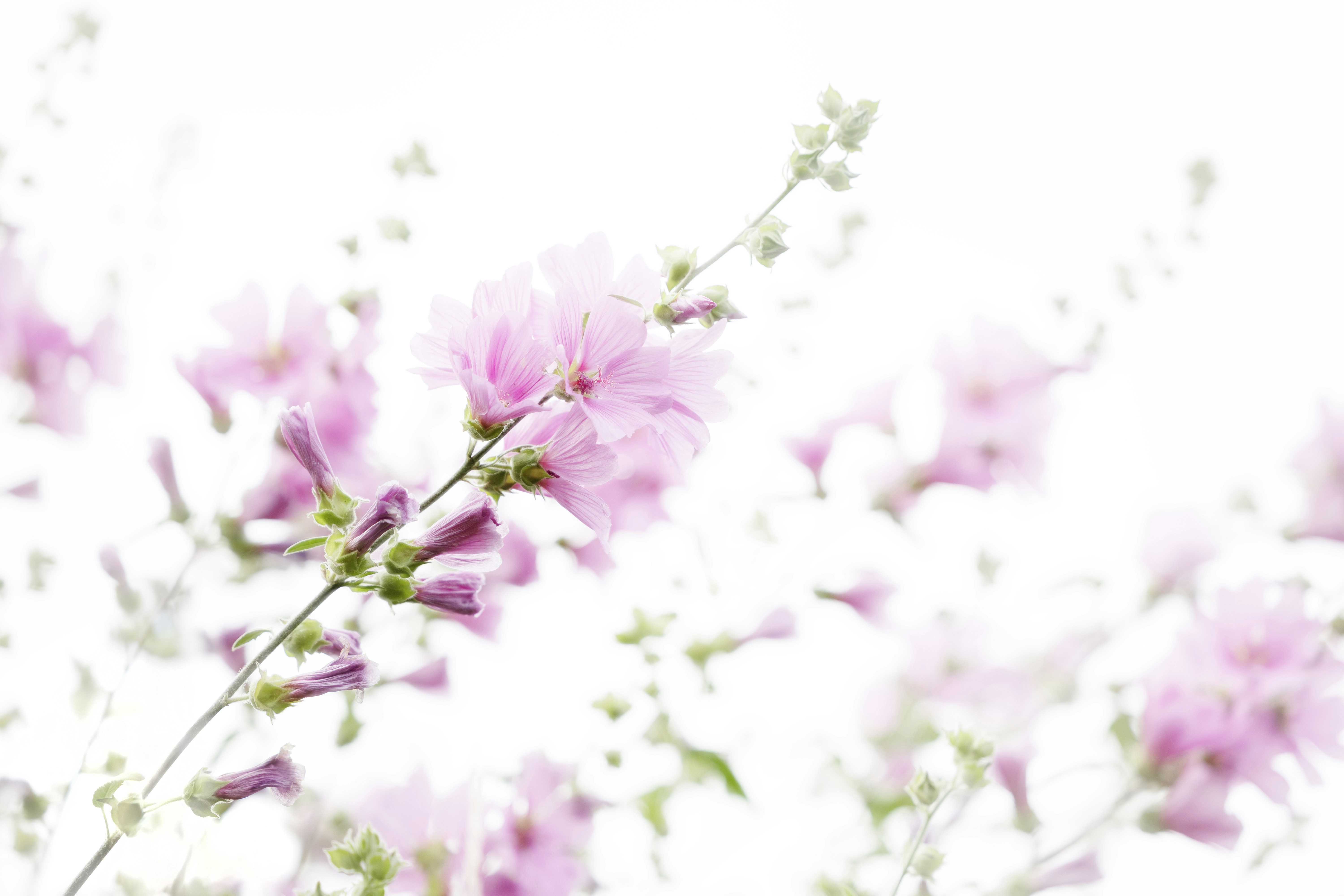 Blossoms in Soft Focus: A Bright Beginnings Moment