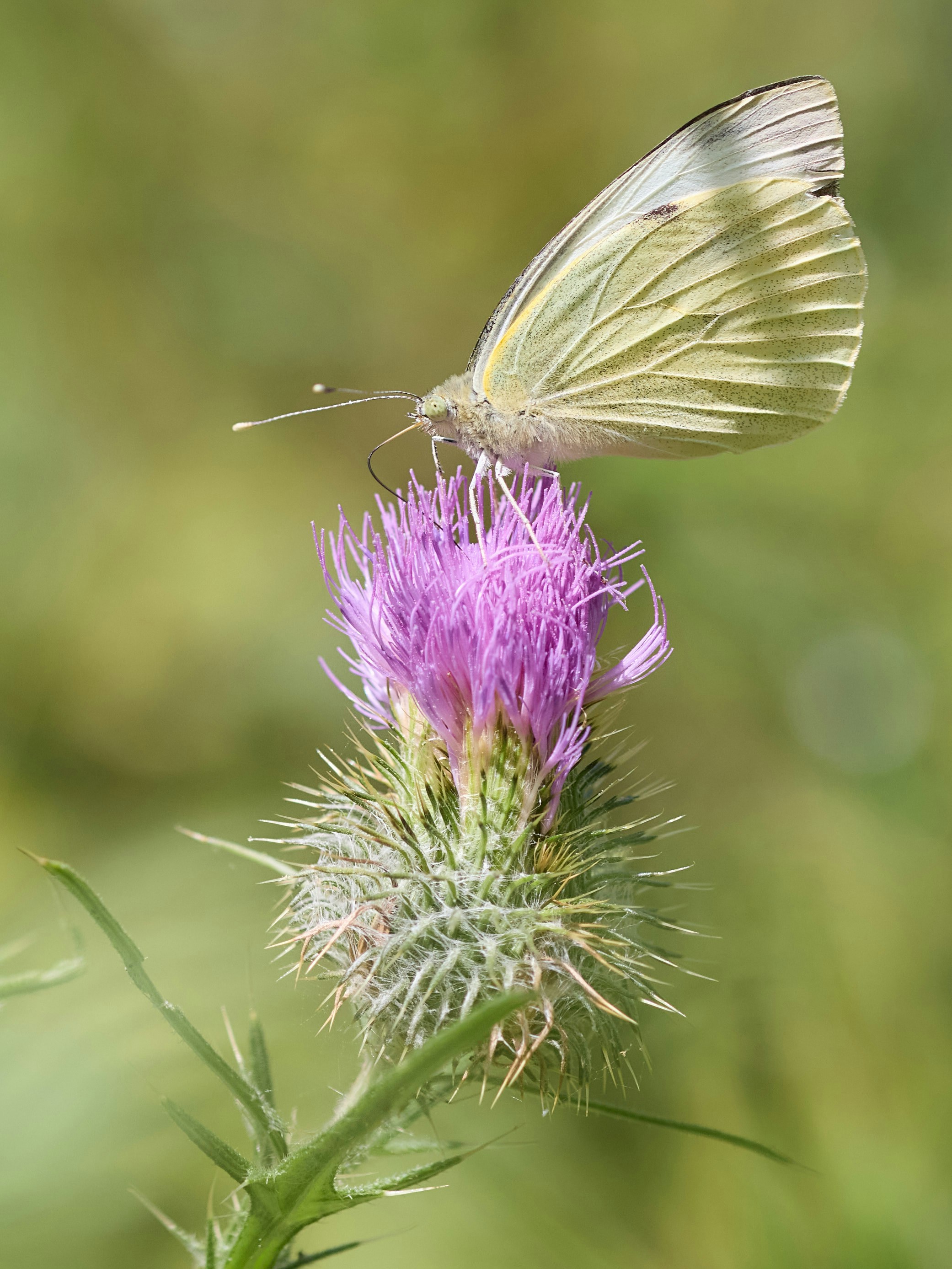 Emerald Wings on a Violet Crown