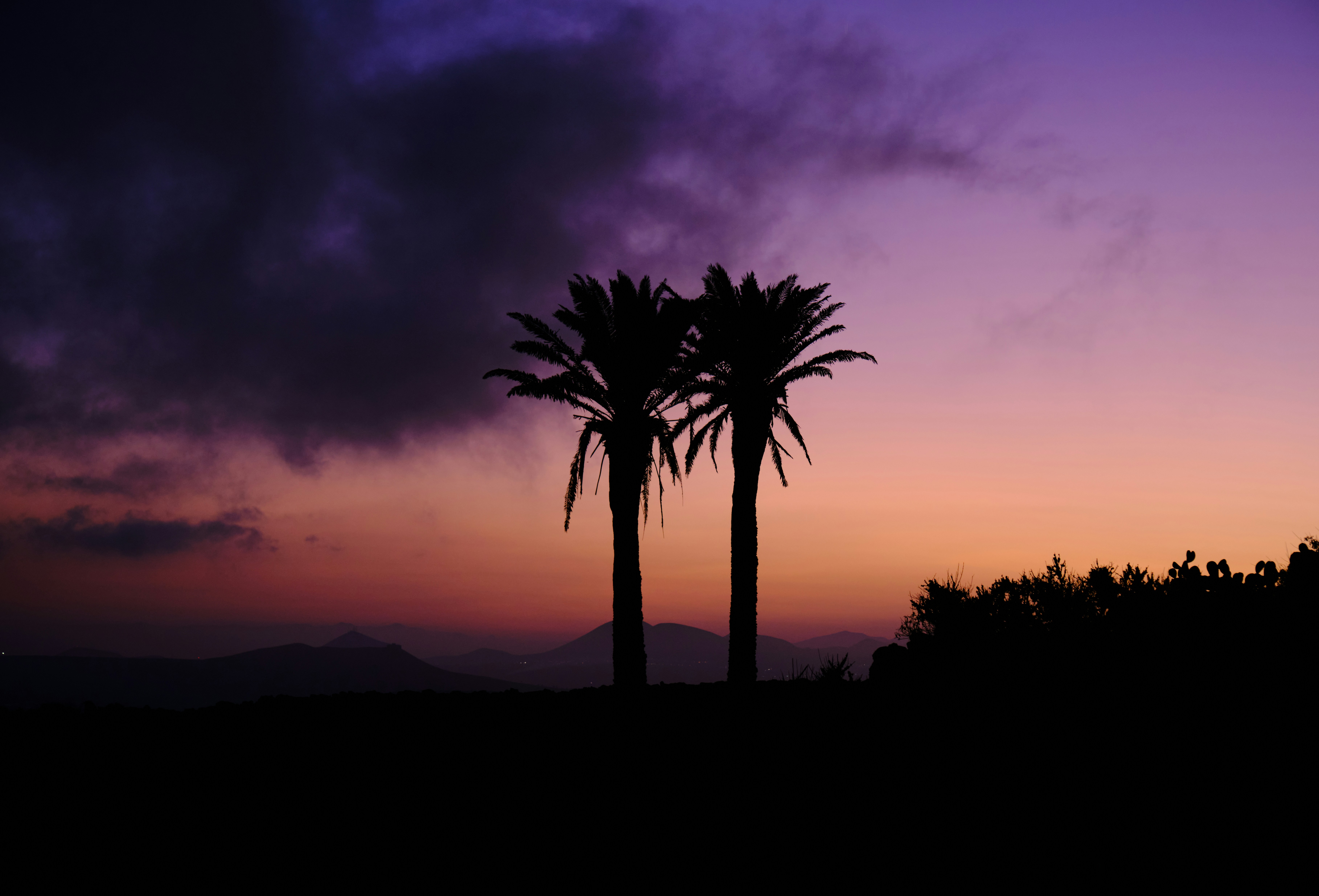 Silhouetted Palm Trio at Dusk