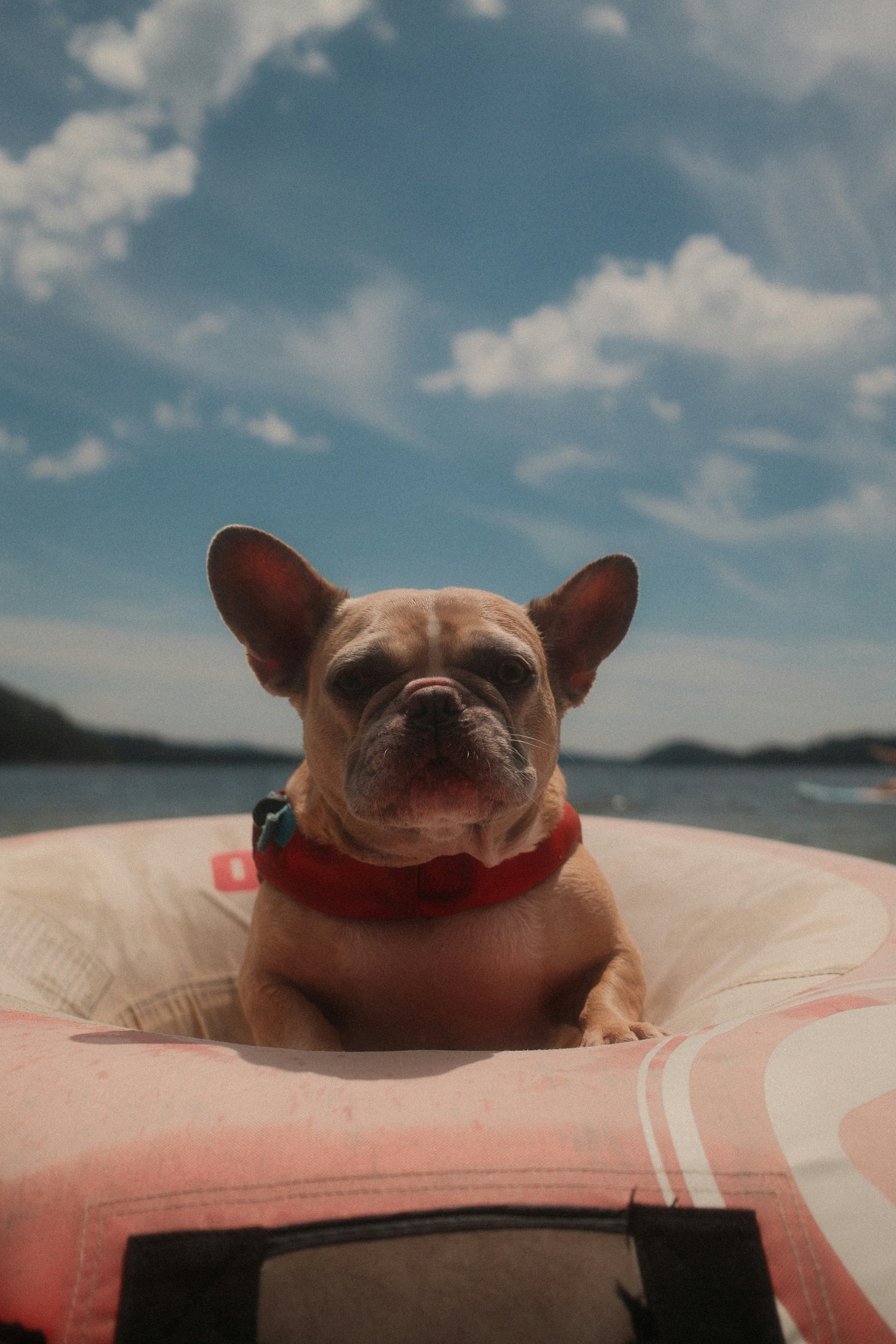 A Sunny Pause: Labrador Pup in a Cushioned Boat