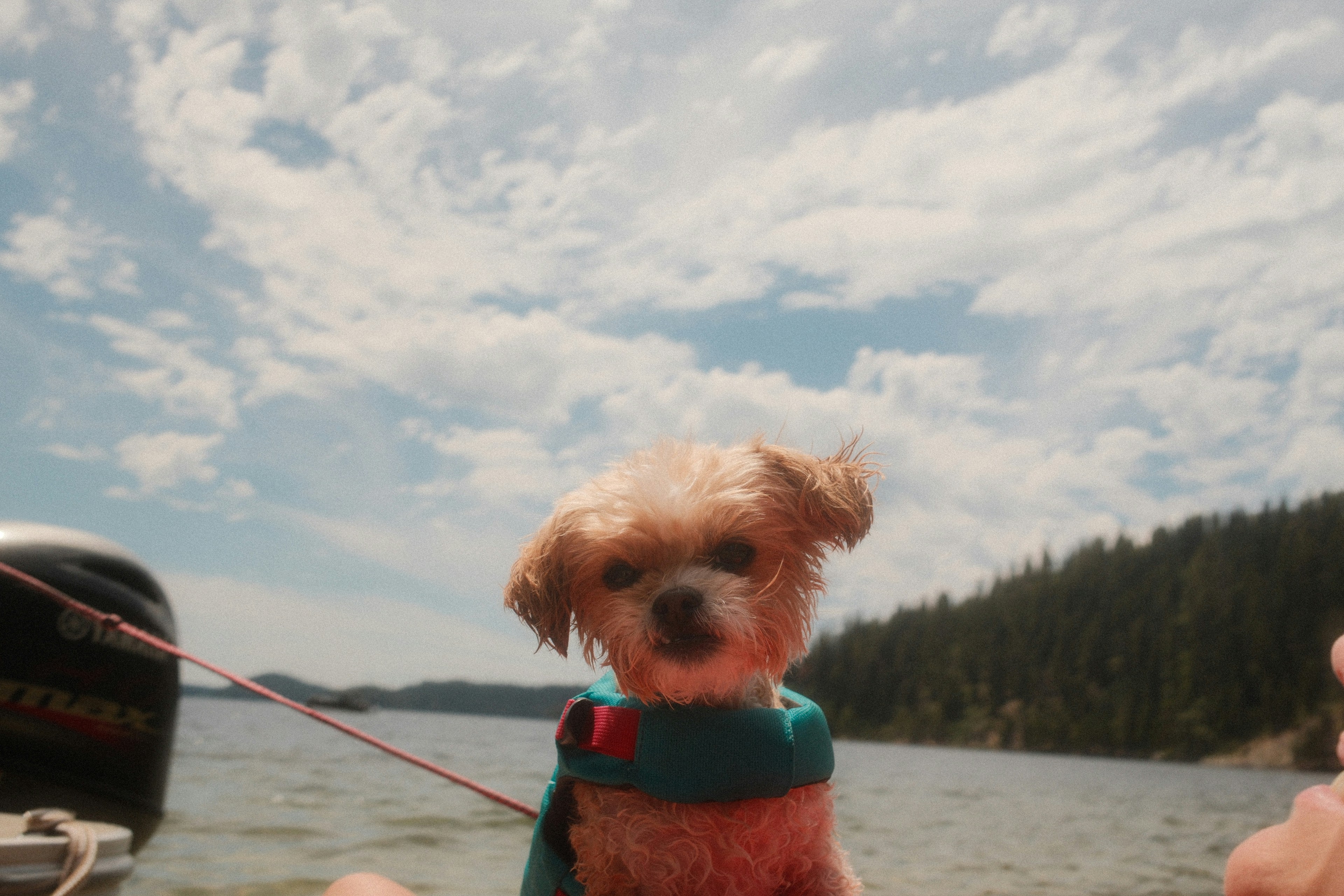 Sunny Coastline Pup: A Tiny Terrier Regally Anchors a Lakeside Moment