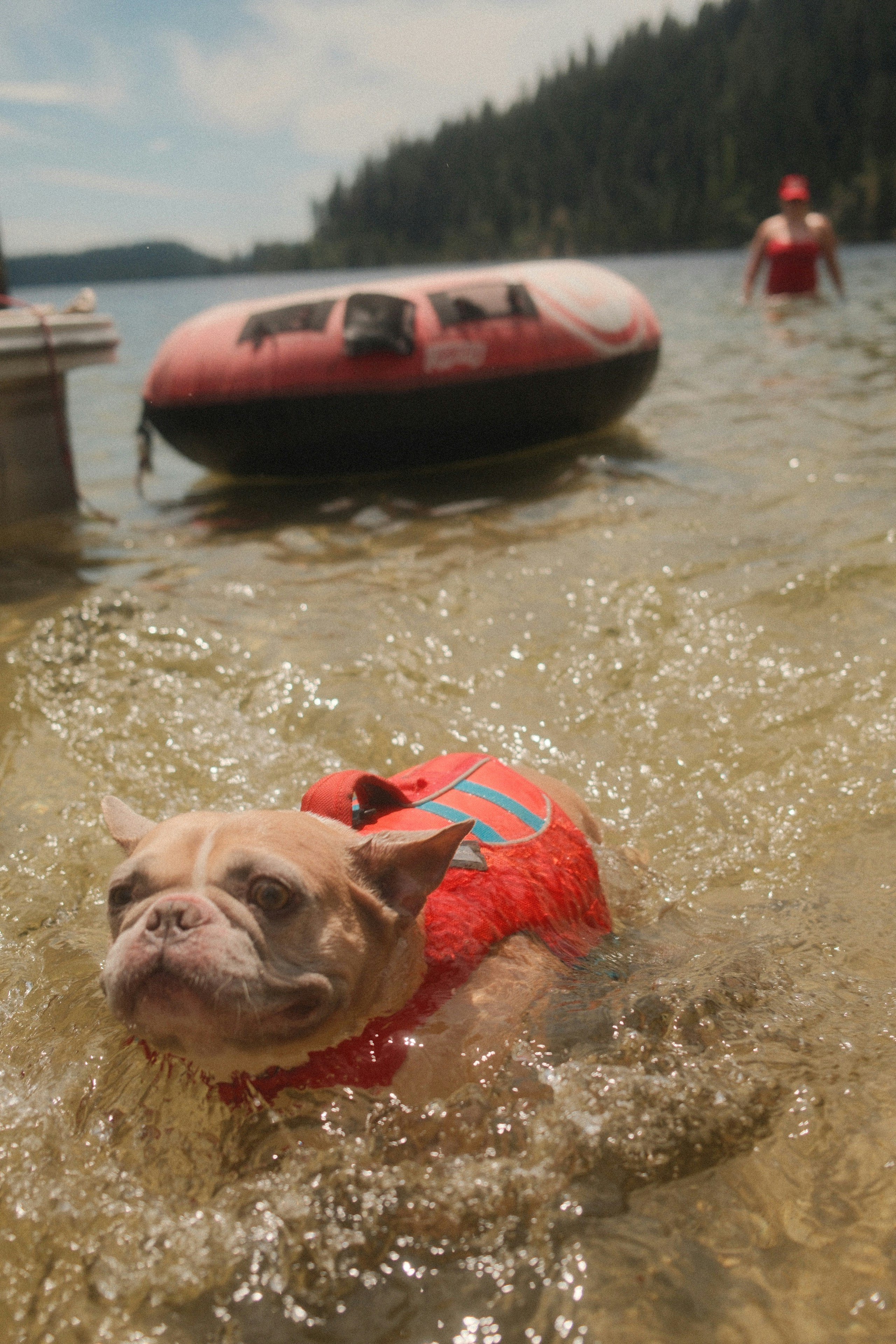 Red Vest, Blue Stripes: A Water-Soaked Moment with a Floater Dog