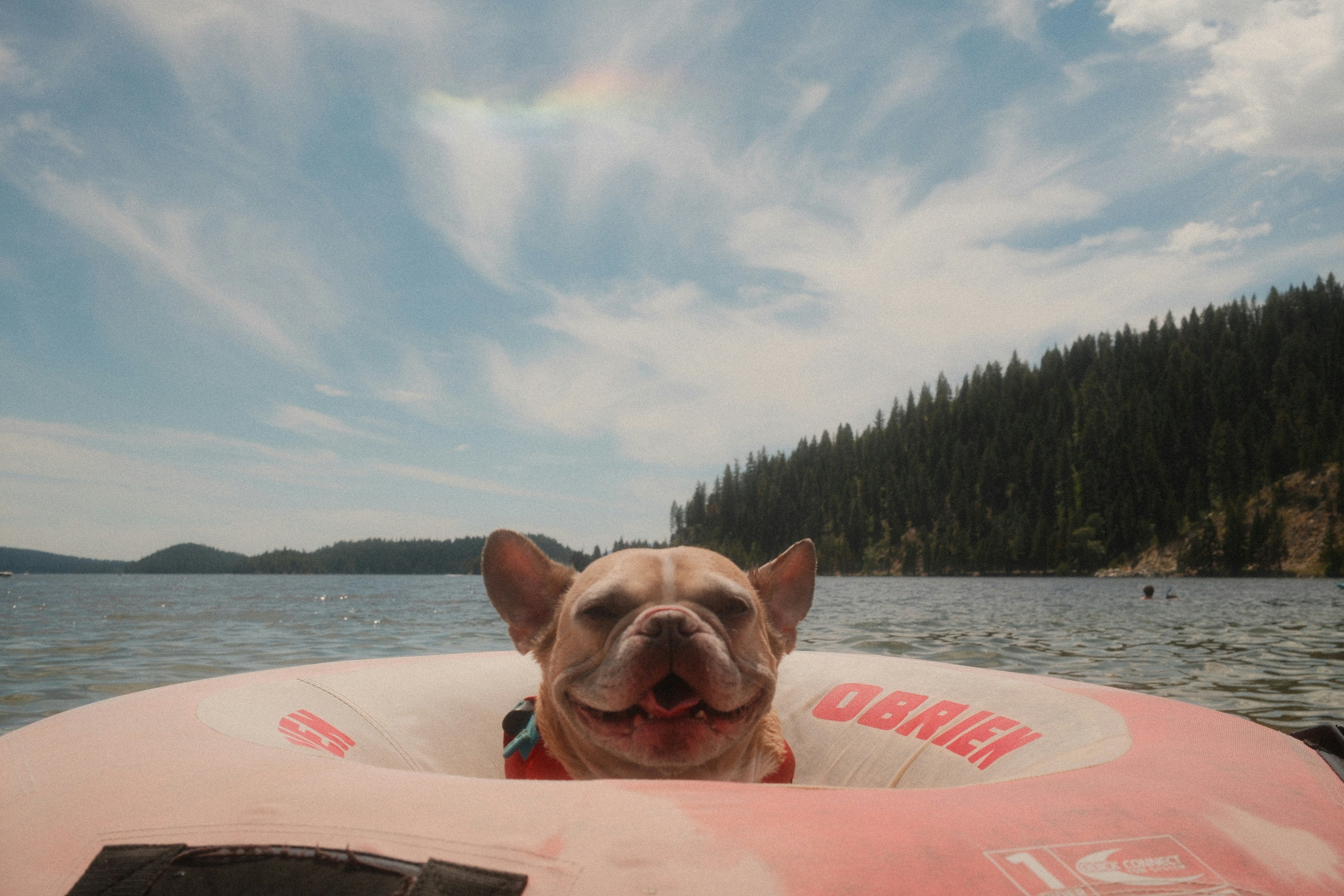 Smiling Pup Surfs the Lake on a Puffy Pink Ring