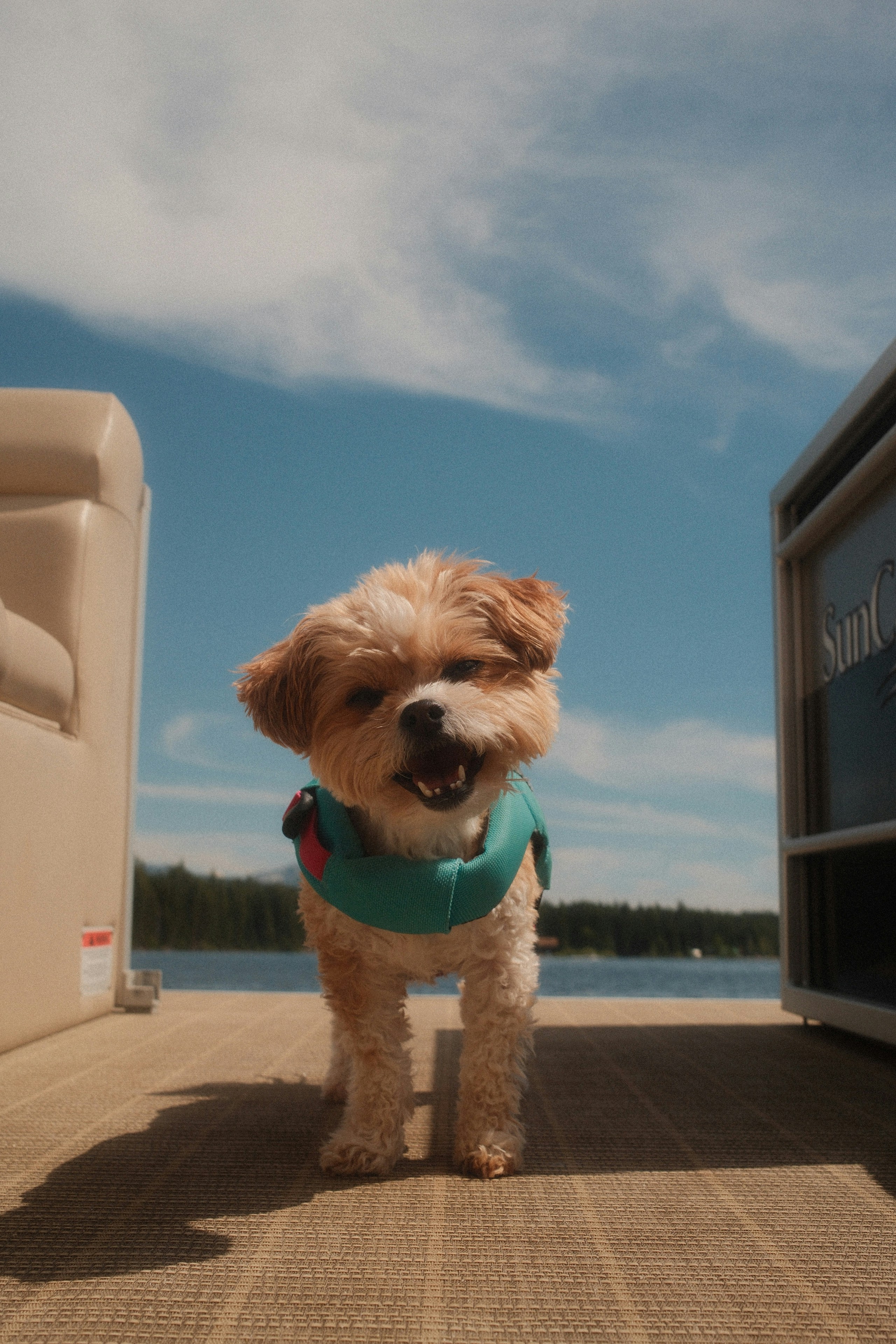 Puppy on a Sunlit Dock: Bright Eyes and Teal Harness
