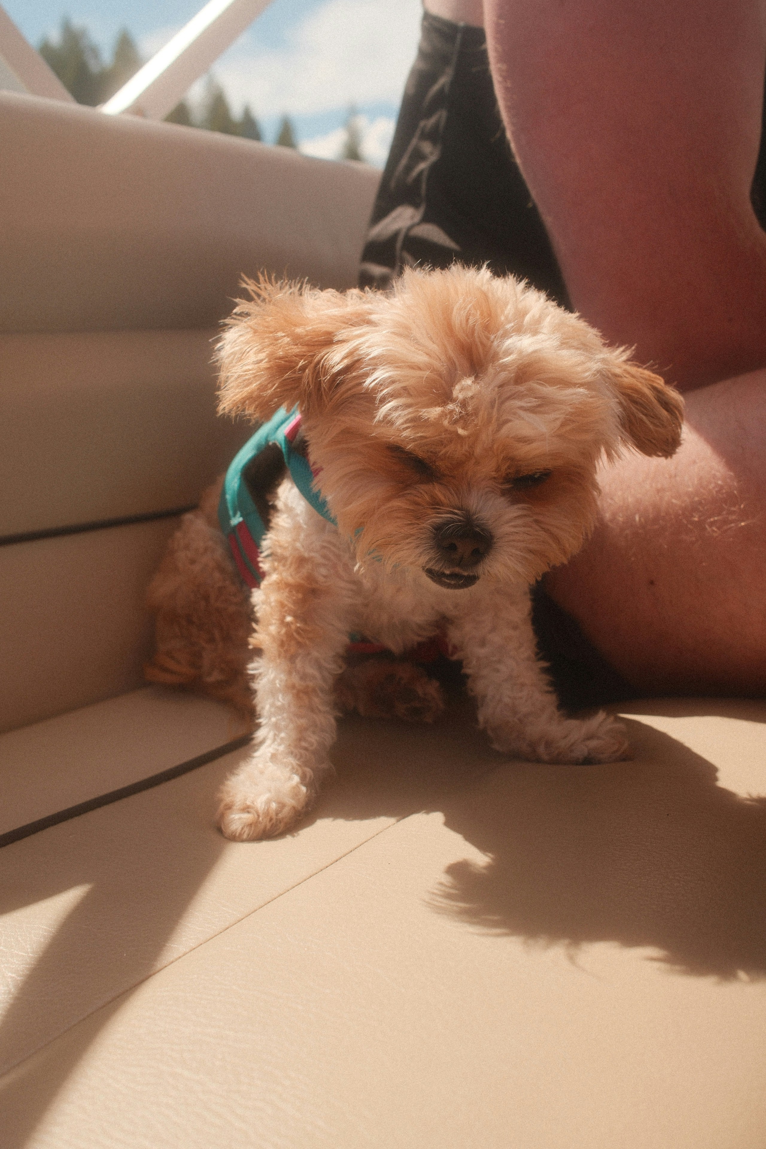 Cozy Paws in the Sun: A Sunny Boat Venture