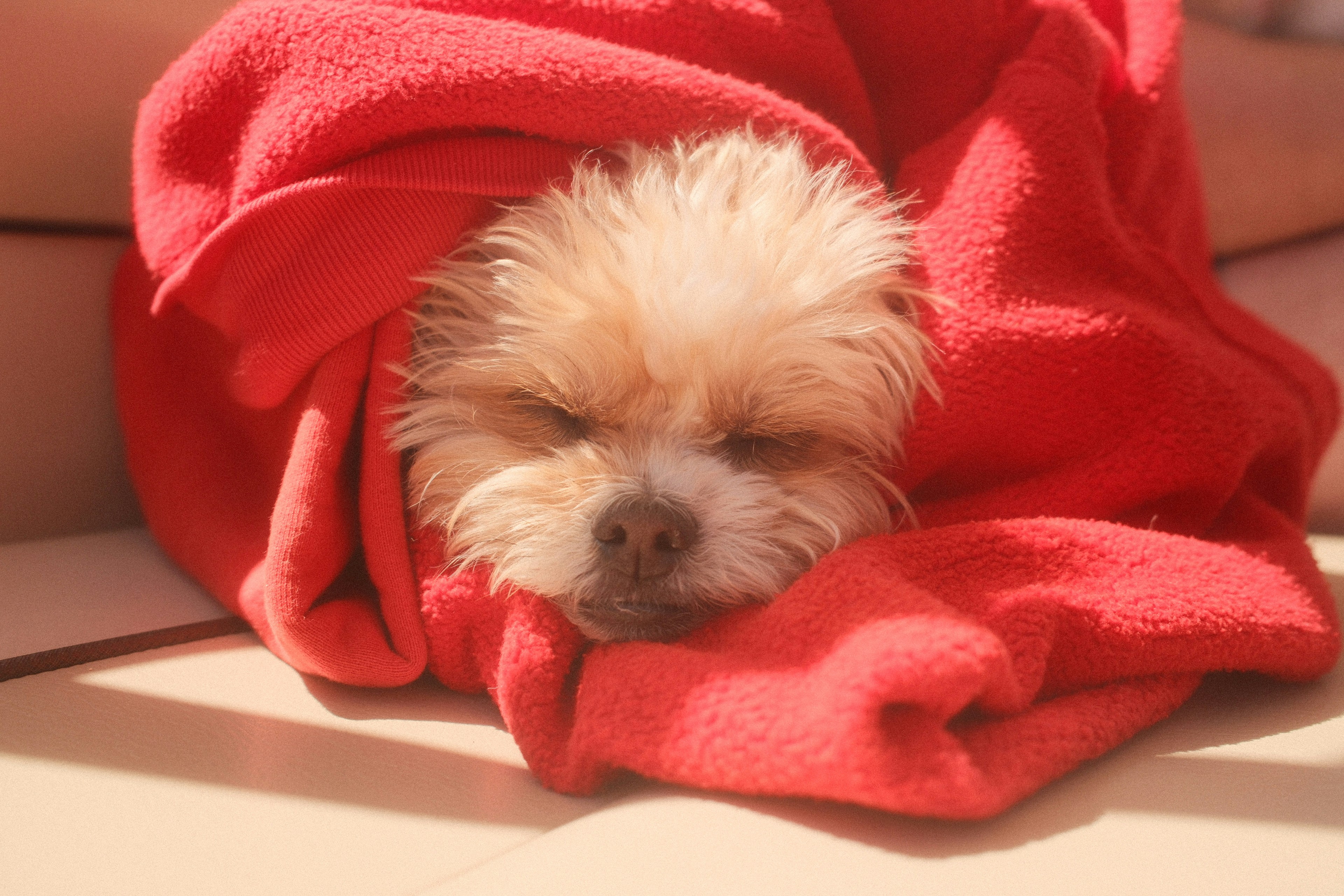 Cozy Cairn, Red Blanket Naptime