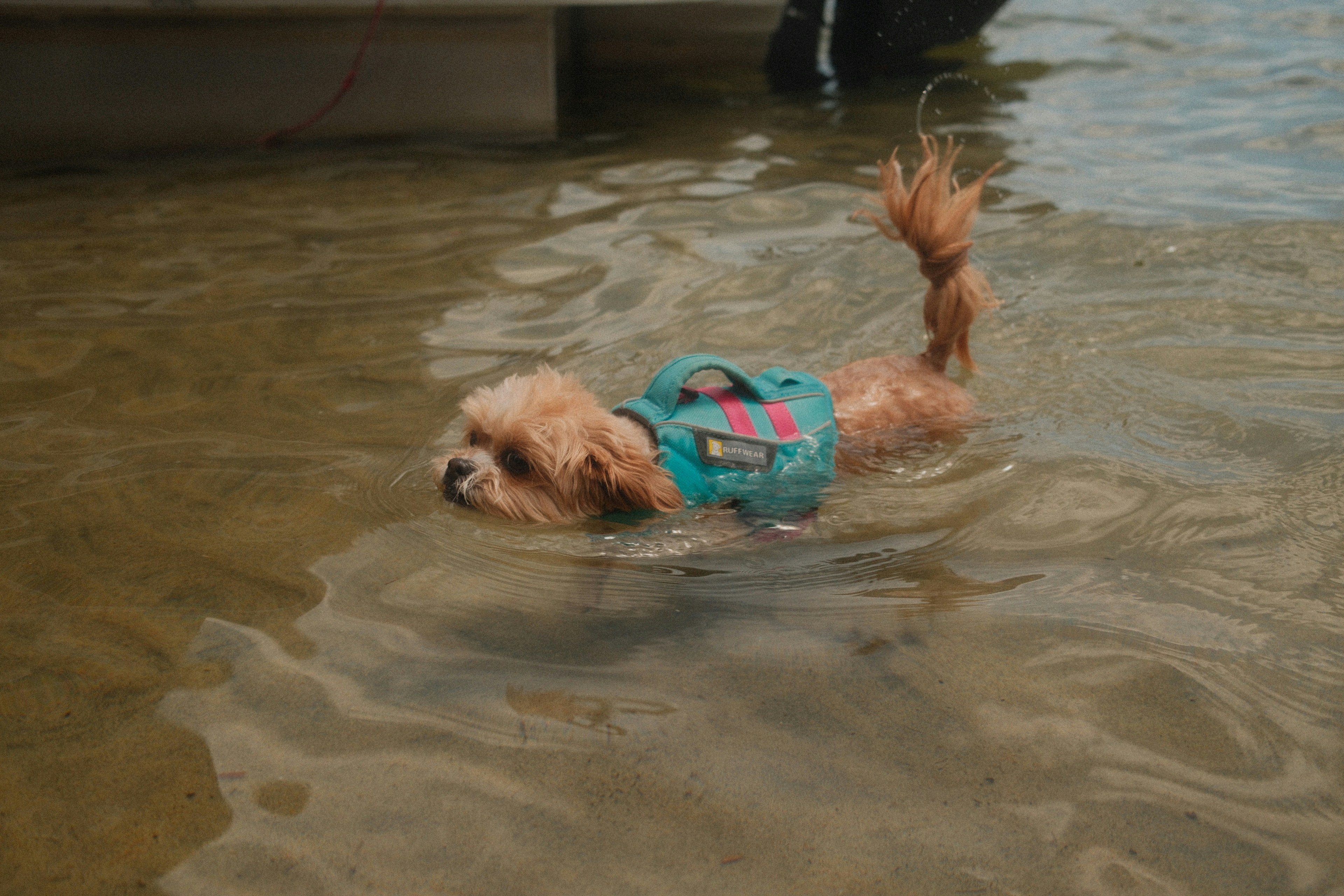 Tiny Retriever in Teal Life Jacket Gliding Through Calm Shorewater