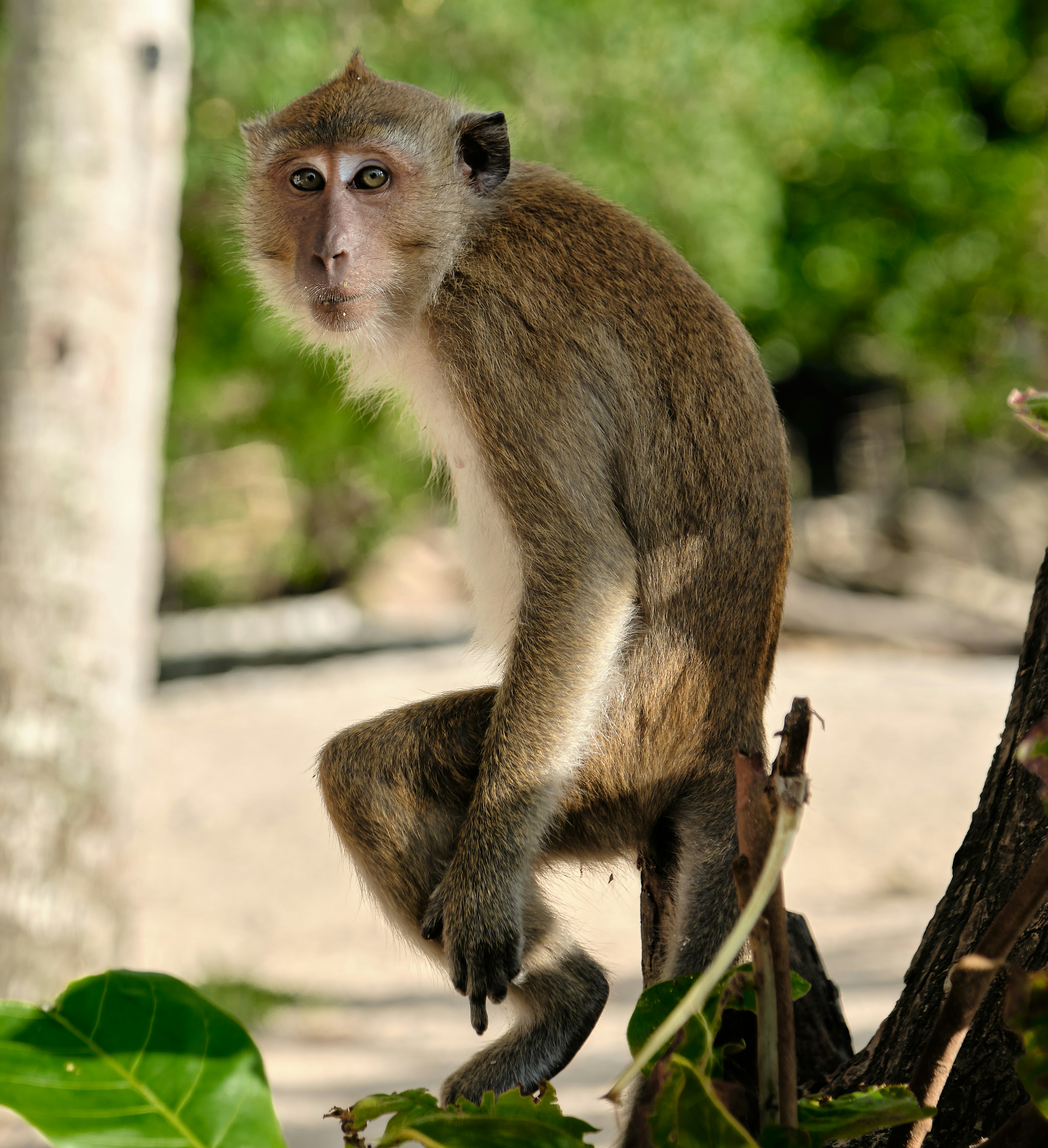 Curious Monkey Pausing on a Sunlit Path
