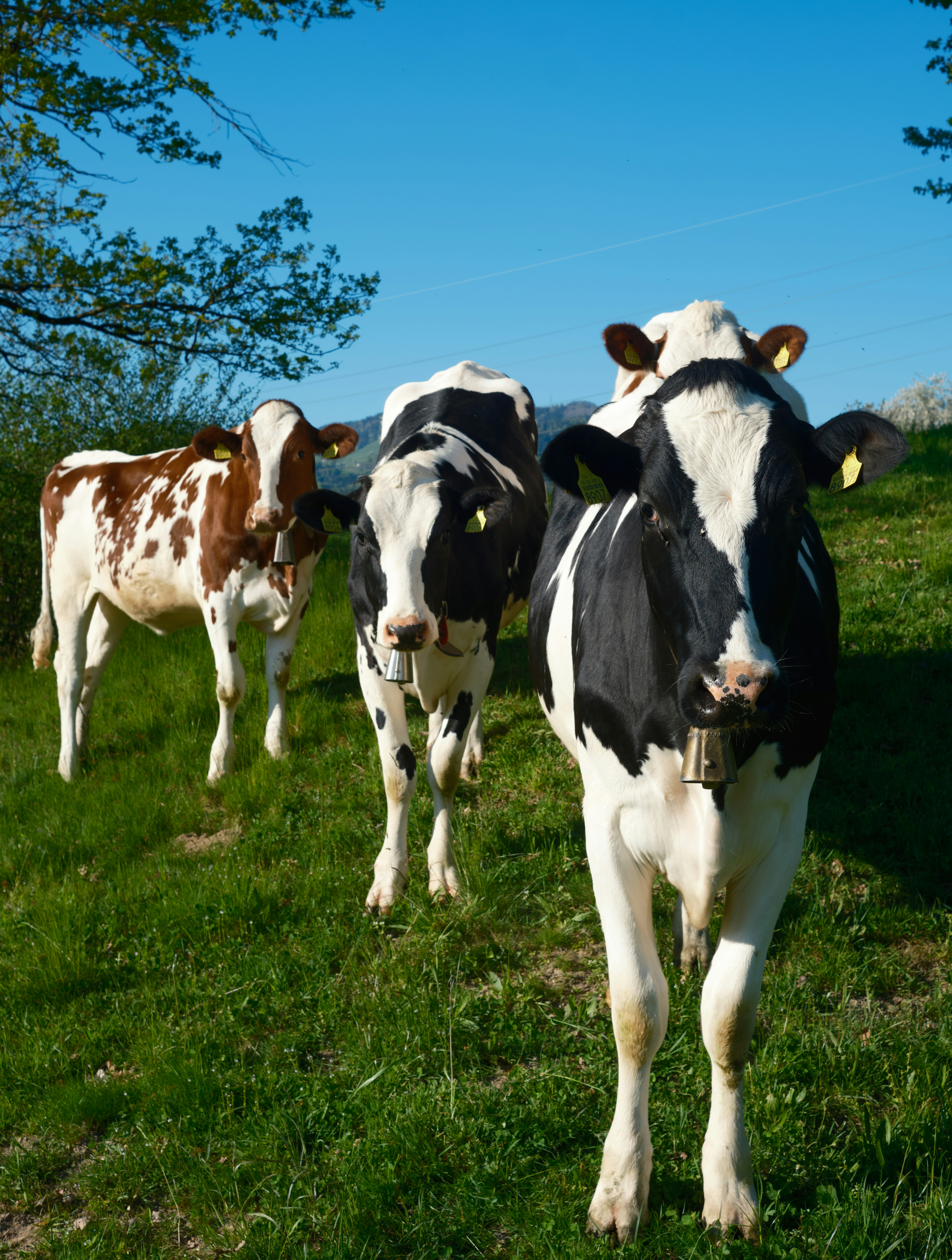 Herd at the Crest: Three Cows Stroll Toward the Camera