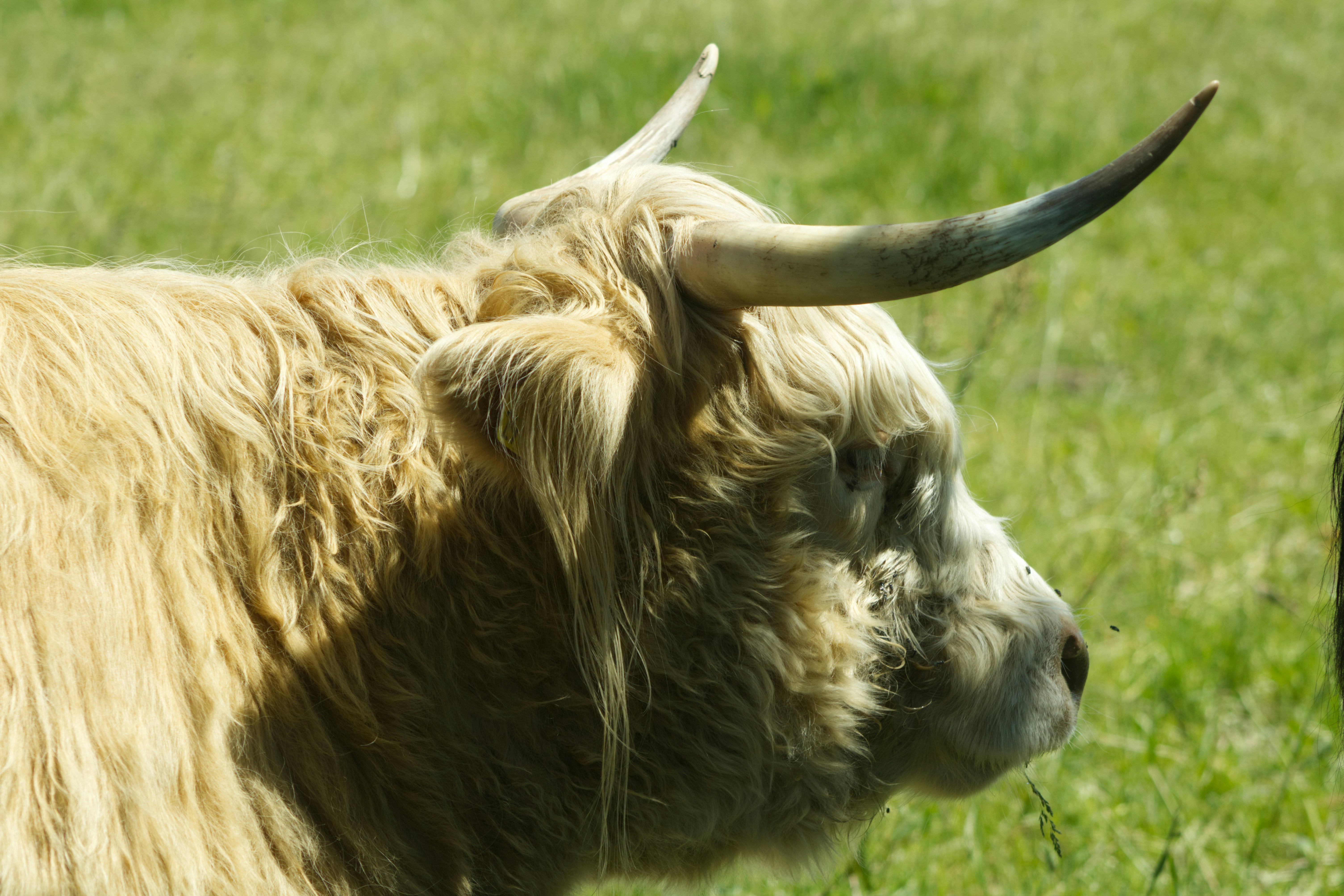 Golden Highlander in Sunlit Meadow