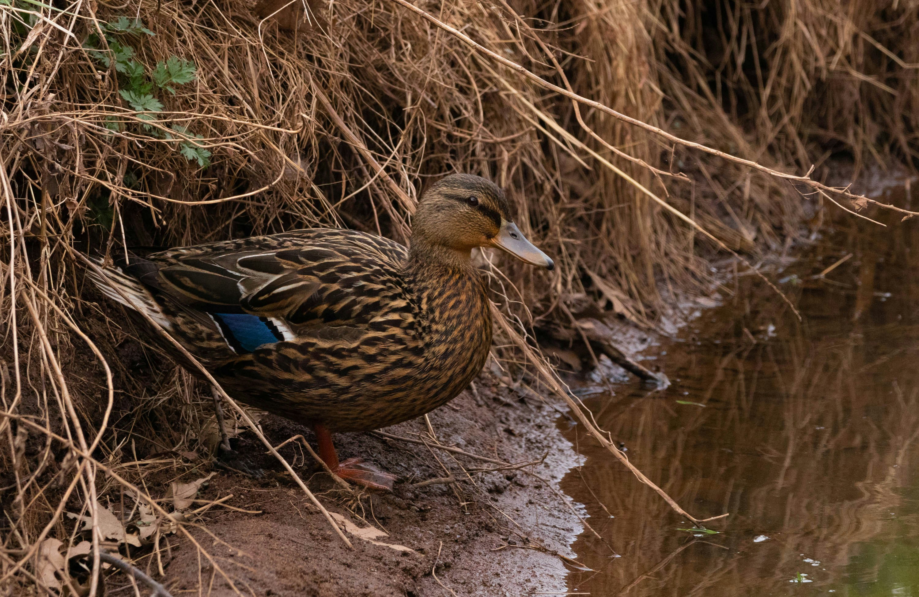 Brown duck on the muddy bank beside a calm river, with tangled roots overhead and water close by.