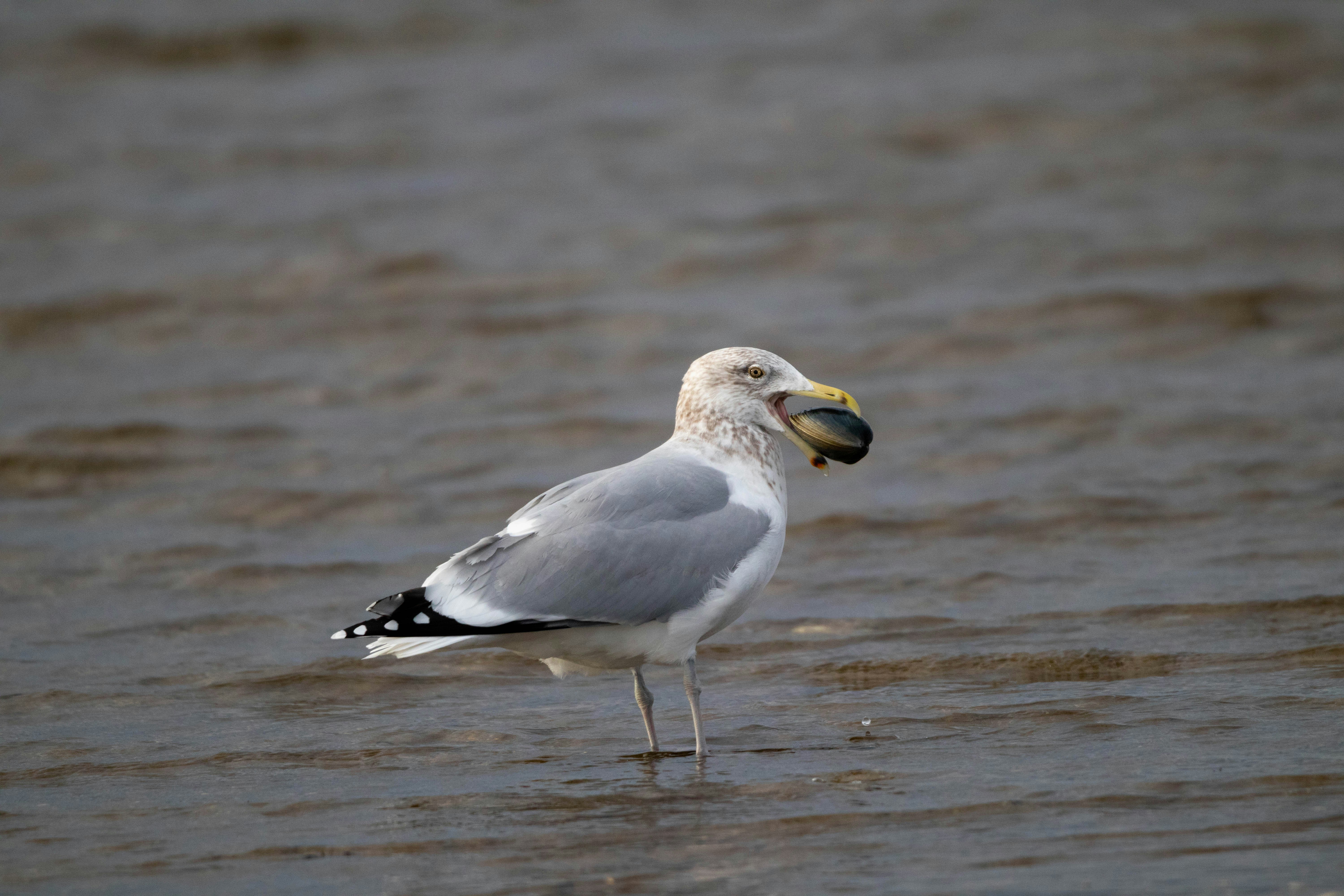 Seagull on Shoreline with Open Beak
