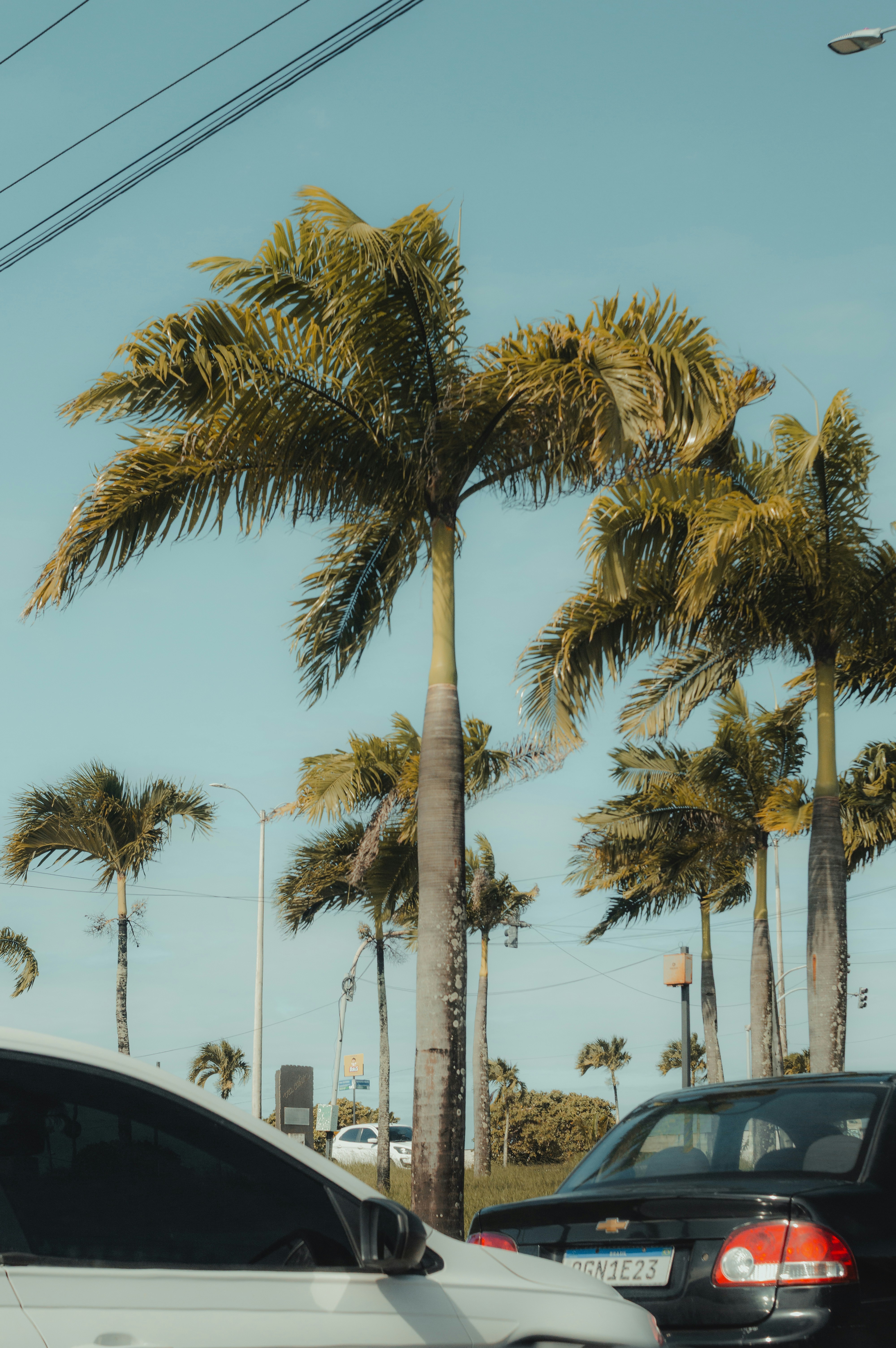 Palm Trees under a turquoise Sky in a Sunny Parking Lot