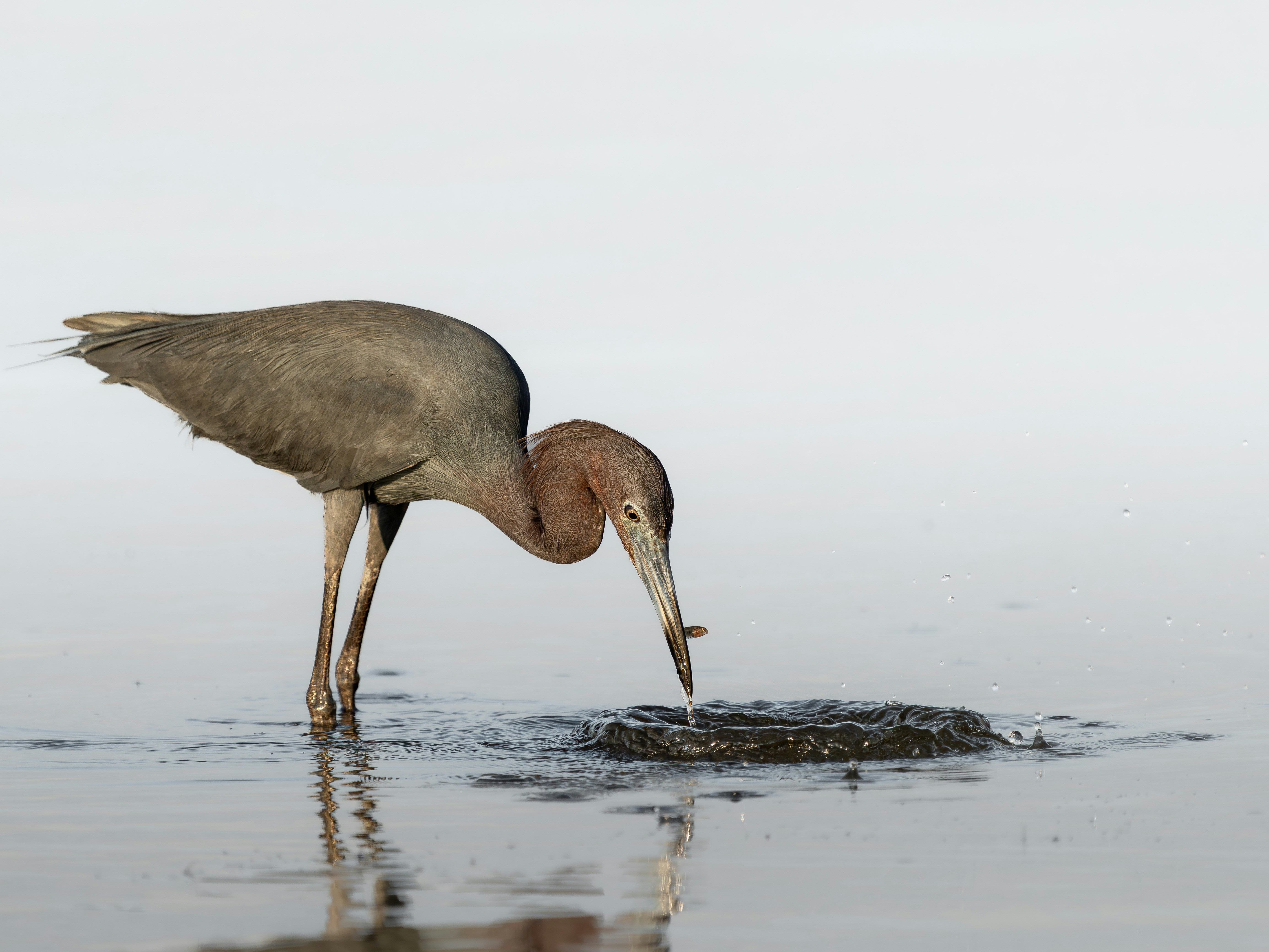Stalking Shadow: A Heron Eyes a Wobbling Snare in Quiet Mudflats