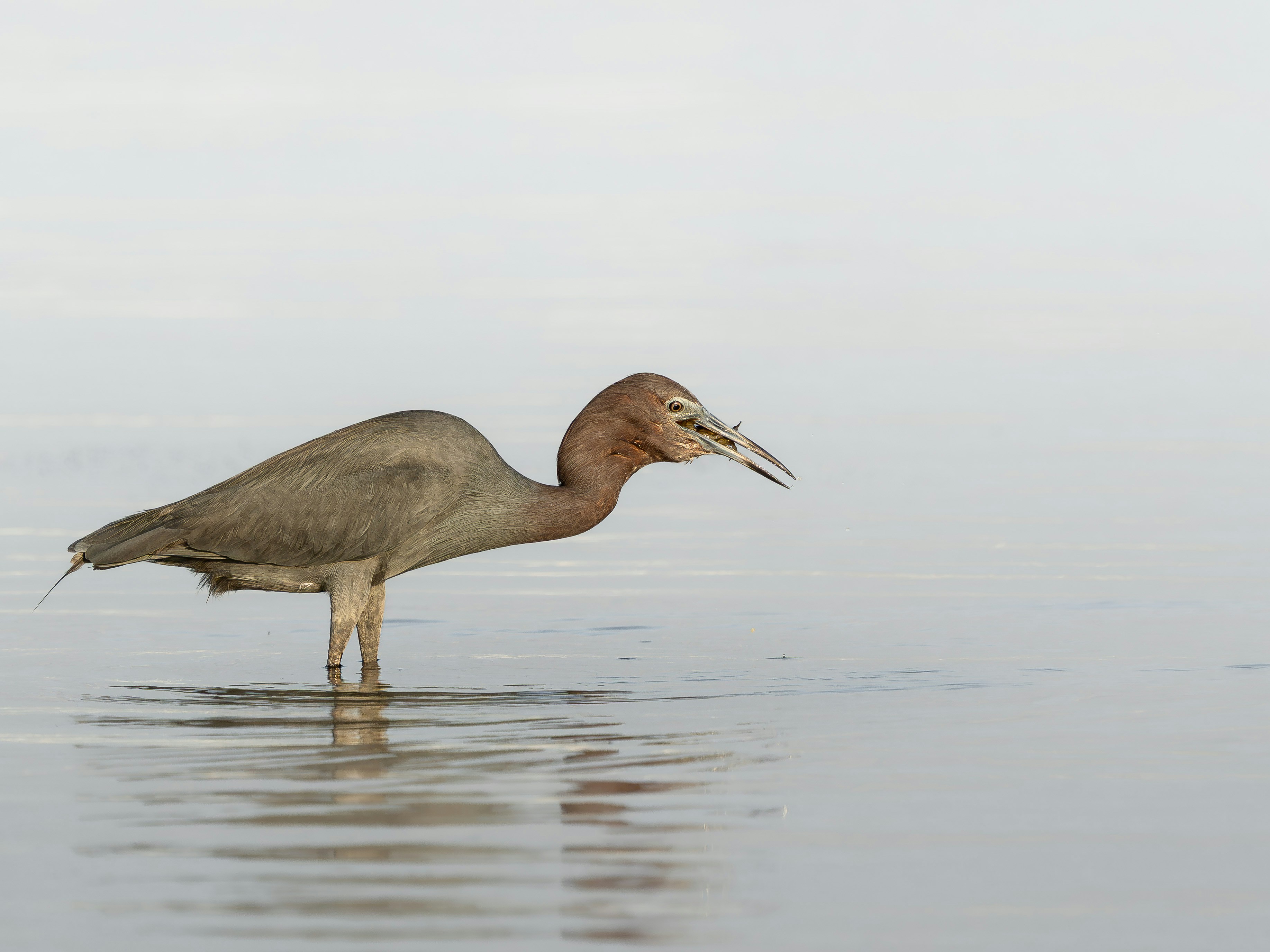 Hunting Heron: A Stilt-Wooting Catch in Shattered Light