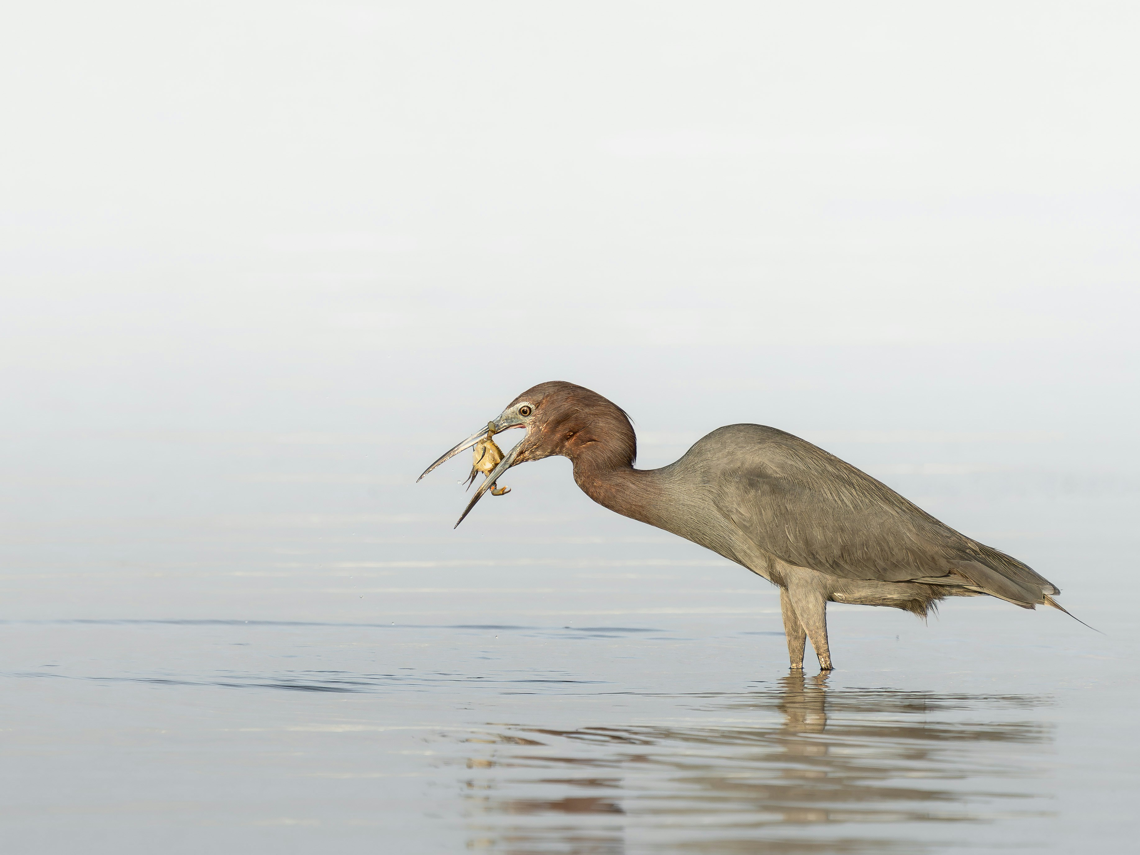 Heron in calm shallows: catching a fishy surprise