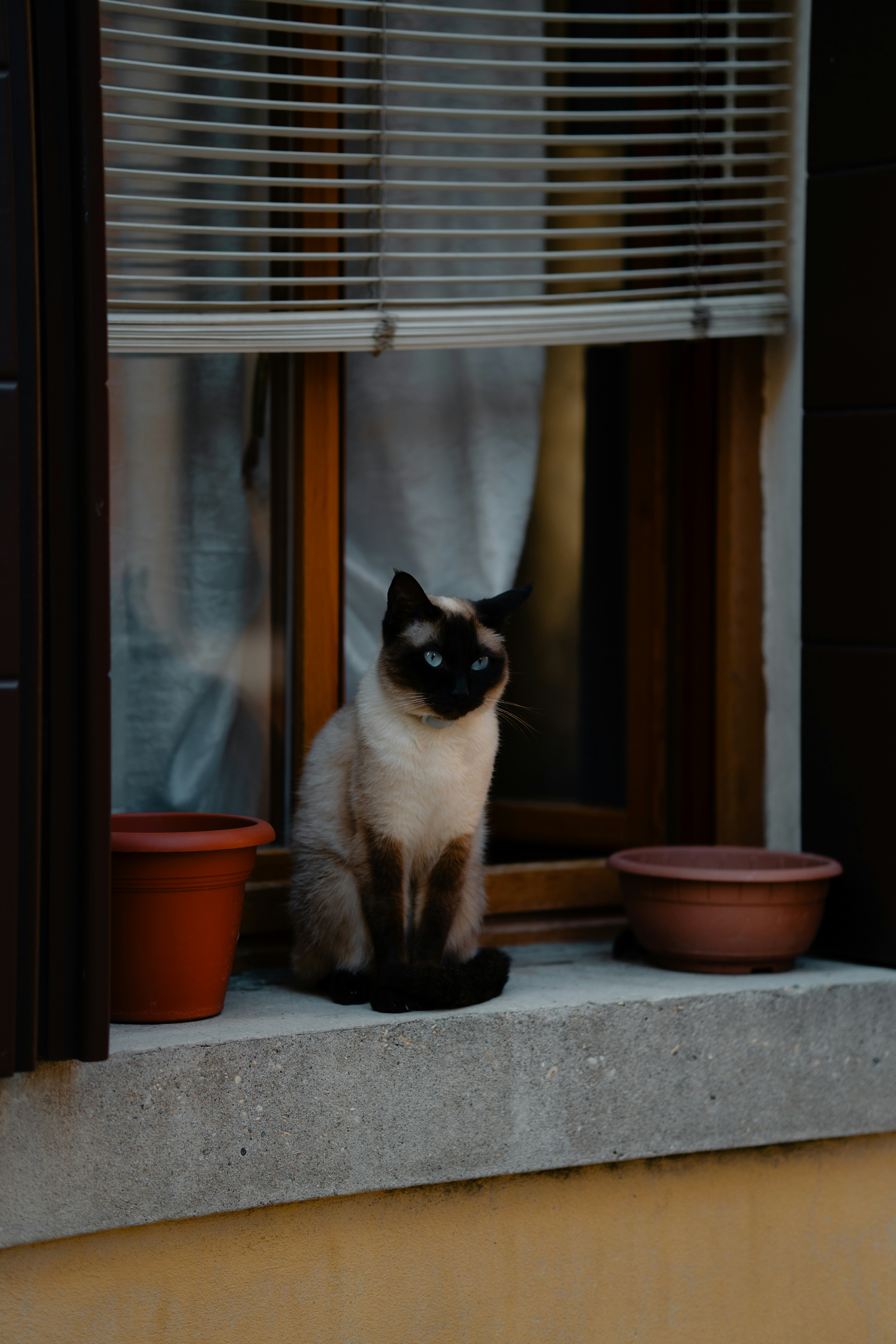 Hidden in the Windowsill: A Siamese Stare