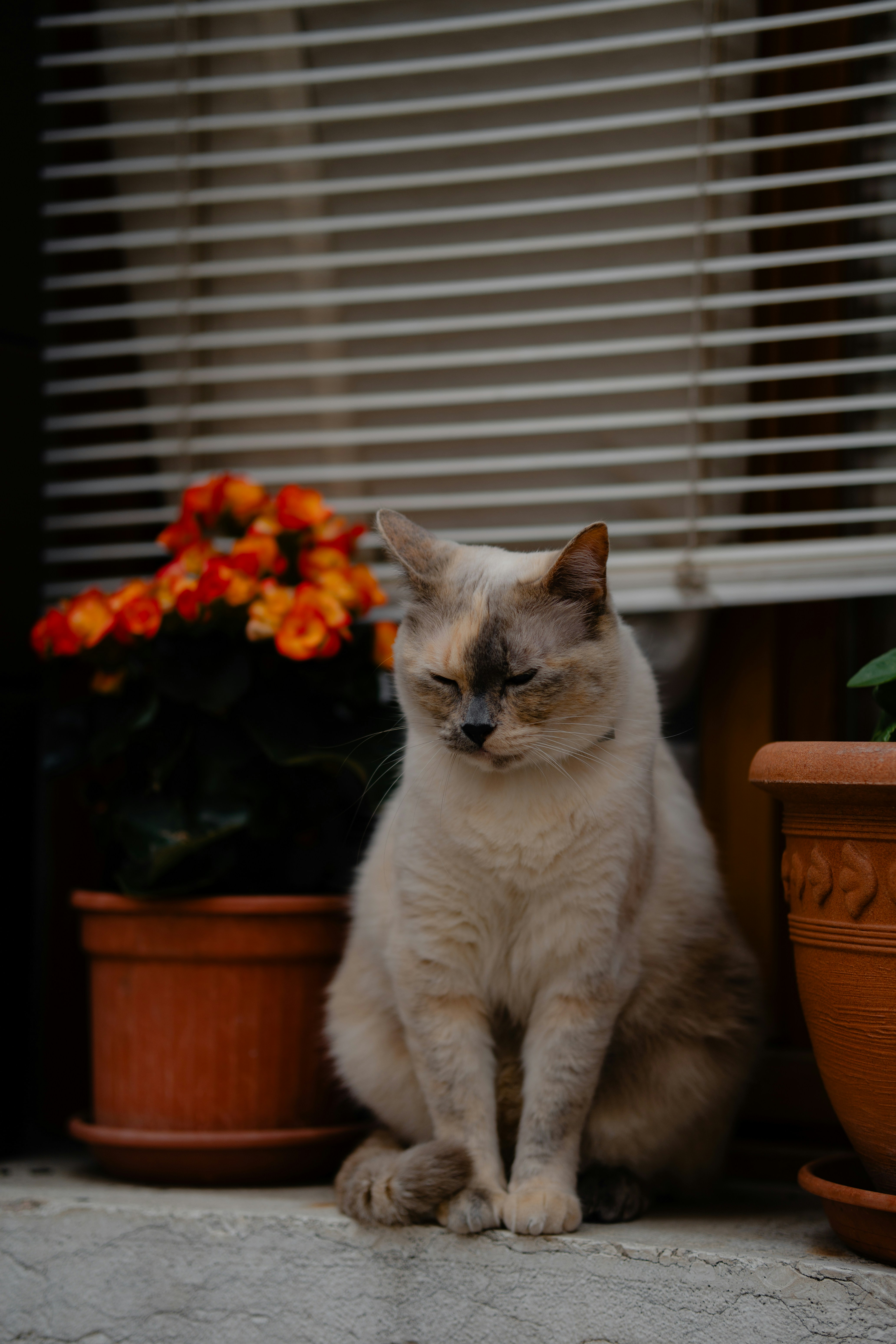 Calm Feline Amid Orange Blooms on a Concrete Threshold