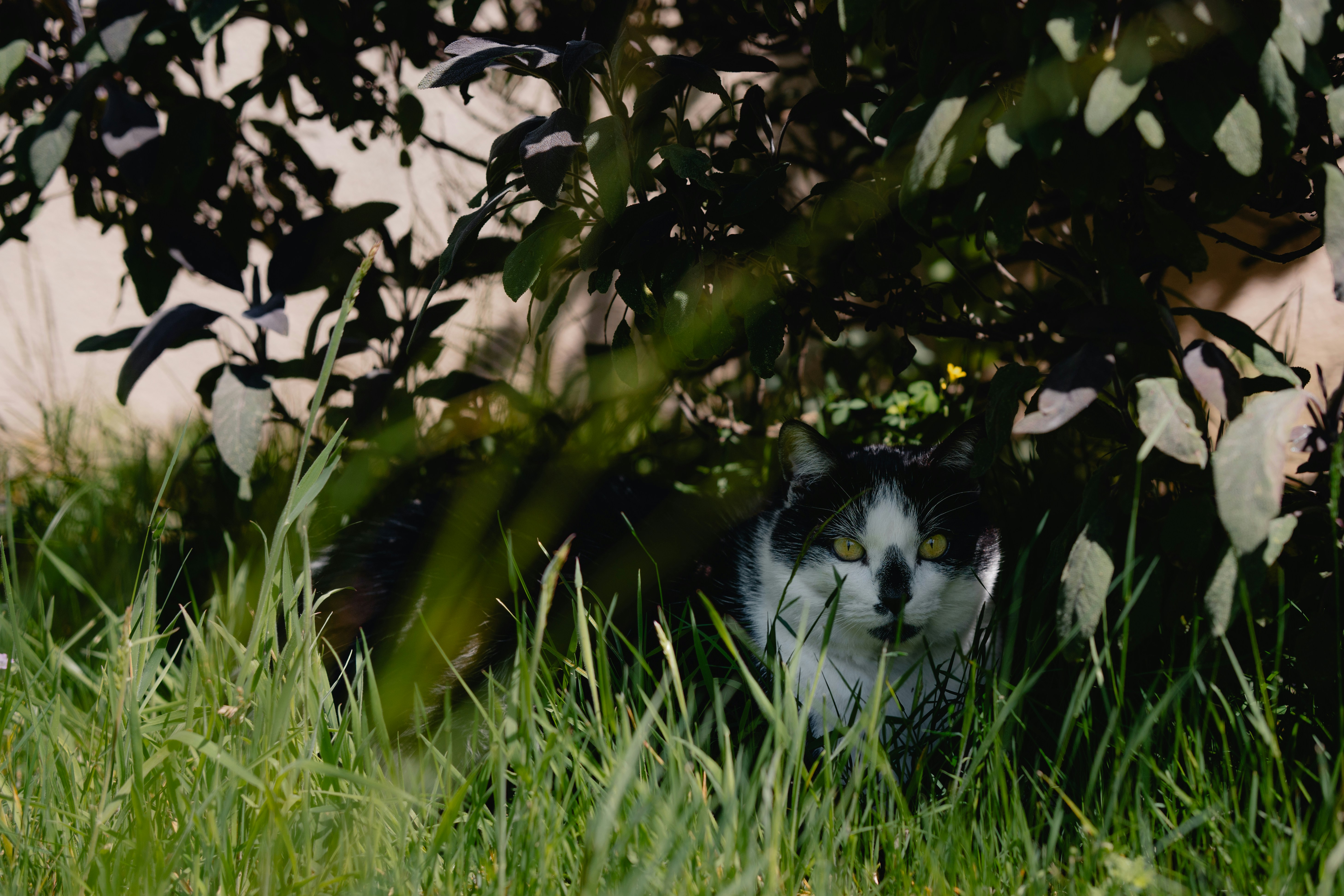 Hidden Predator: A Cat Lurks in the Grassy Shade