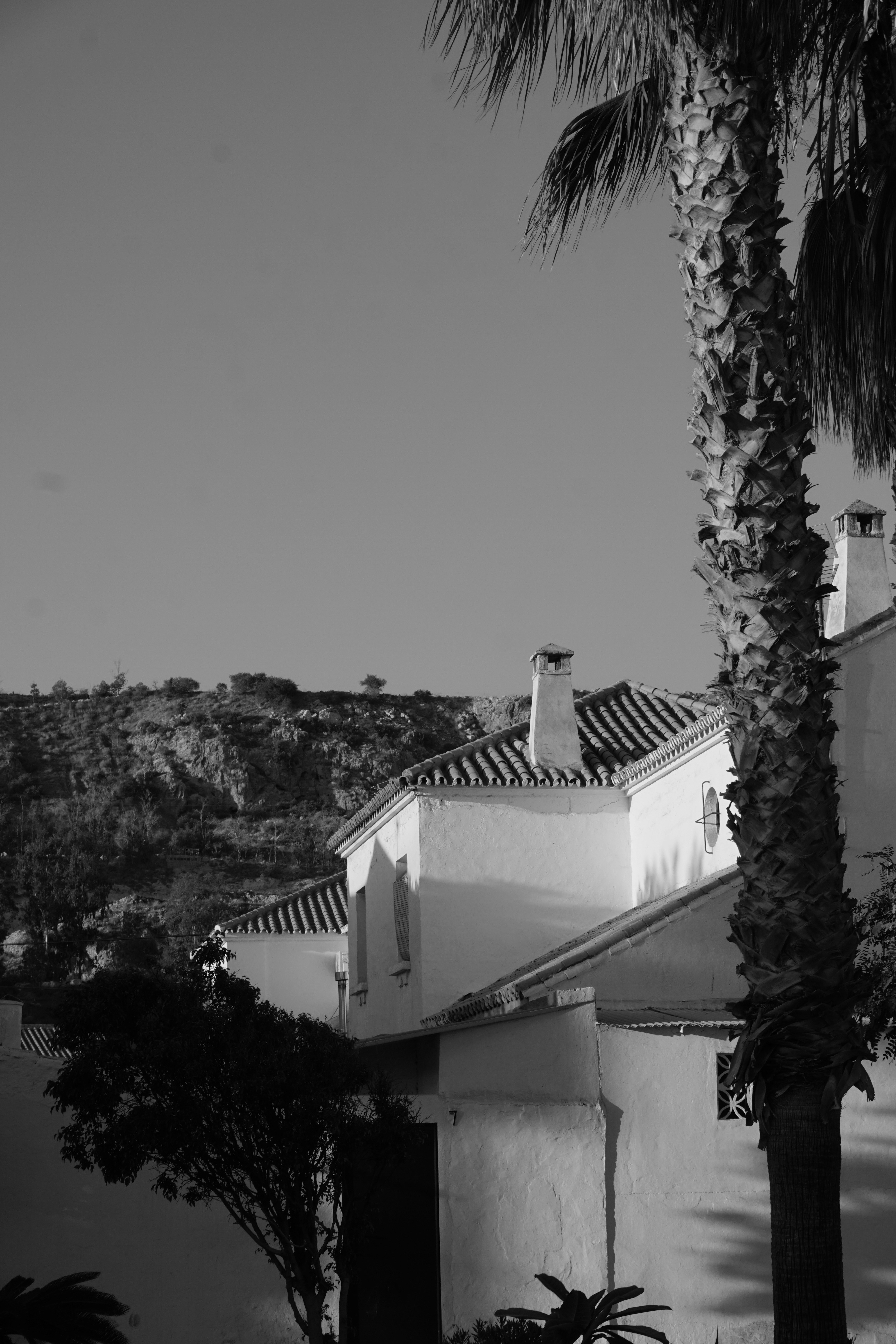 Palm Framed Terrace in Monochrome
