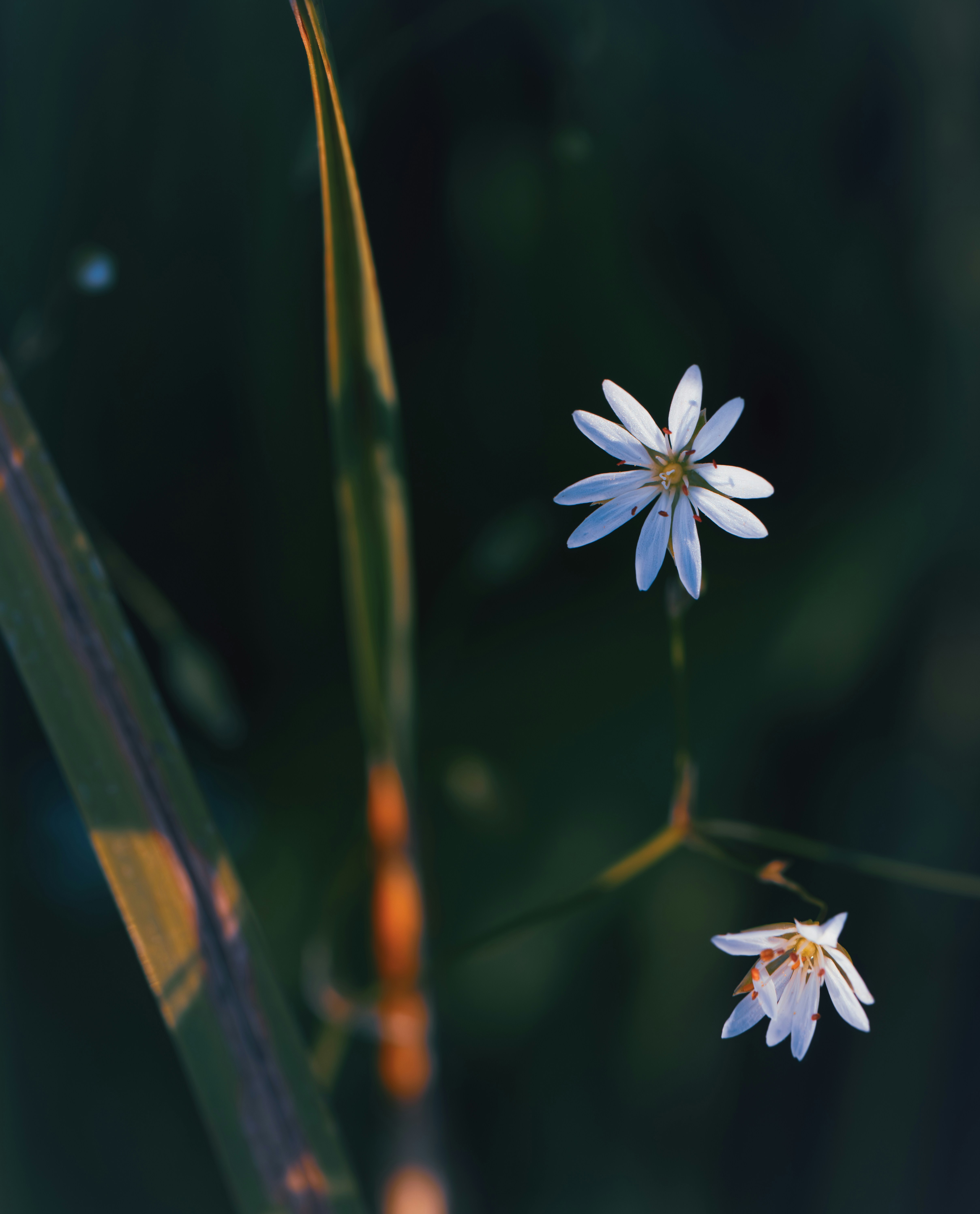 Delicate white blossoms against dark foliage
