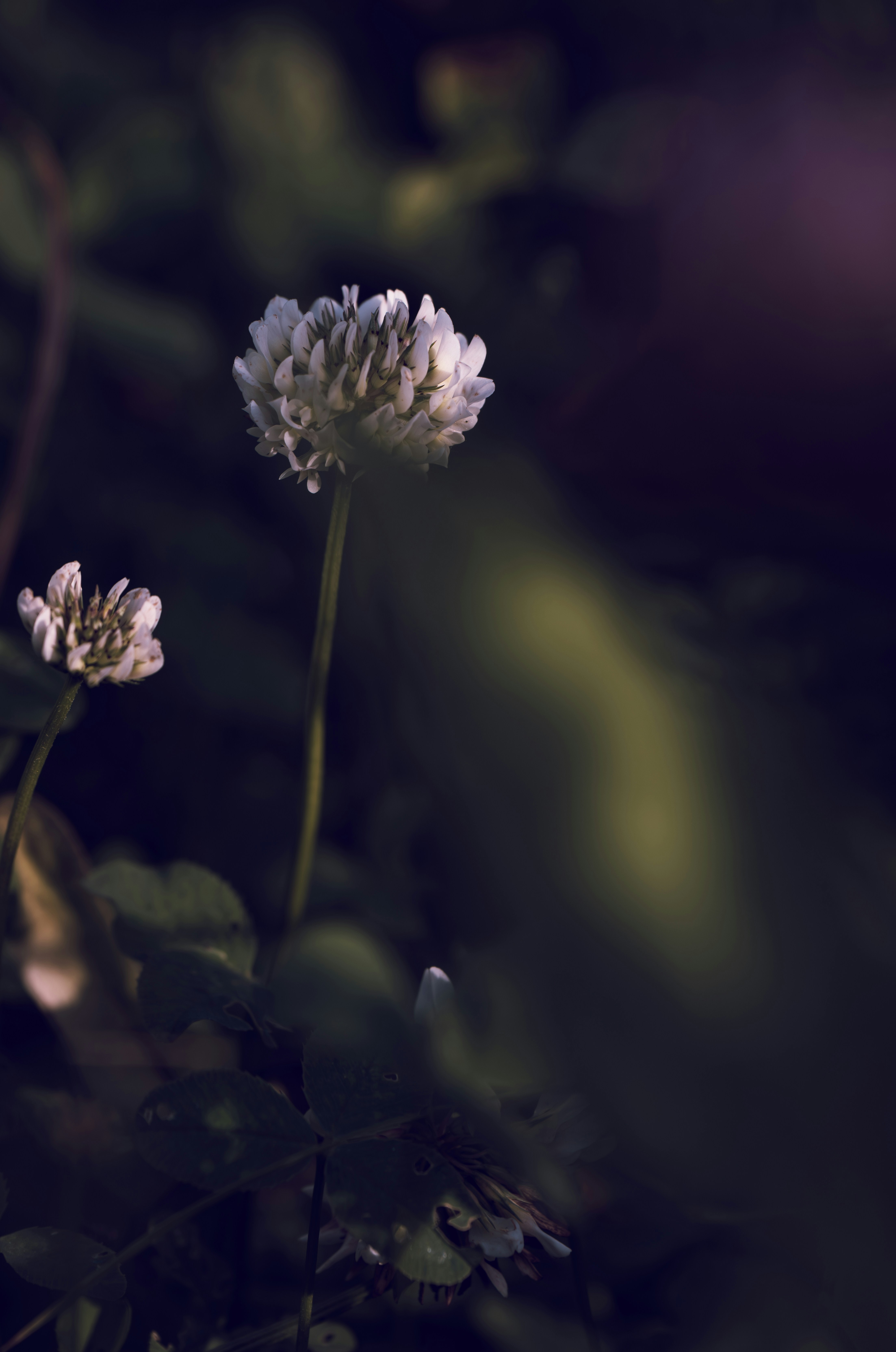 Quiet Bloom: A Moonlit Clover Blossom Under Shadowed Light