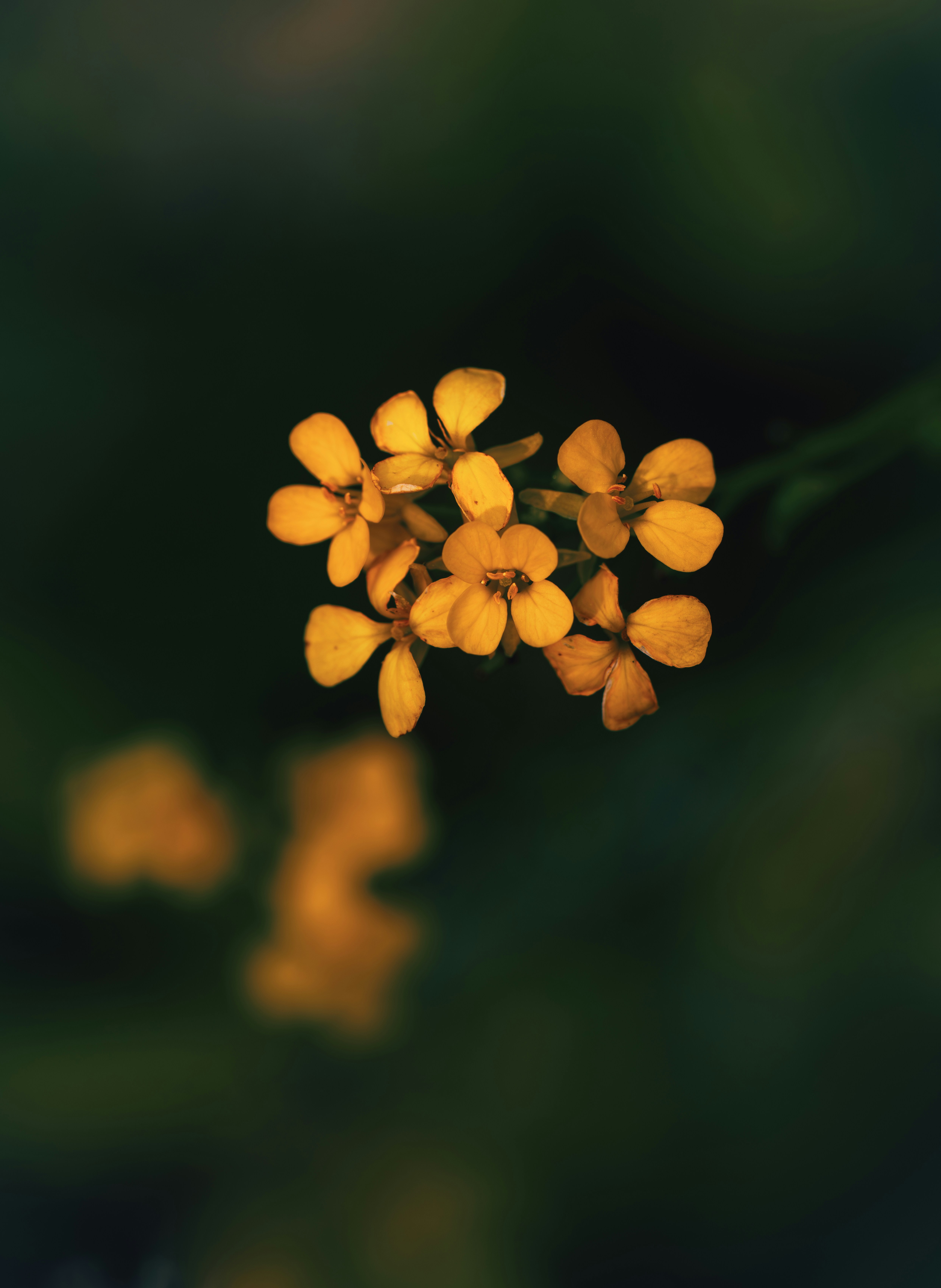 Golden Cluster: A Tiny Burst of Autumn Light