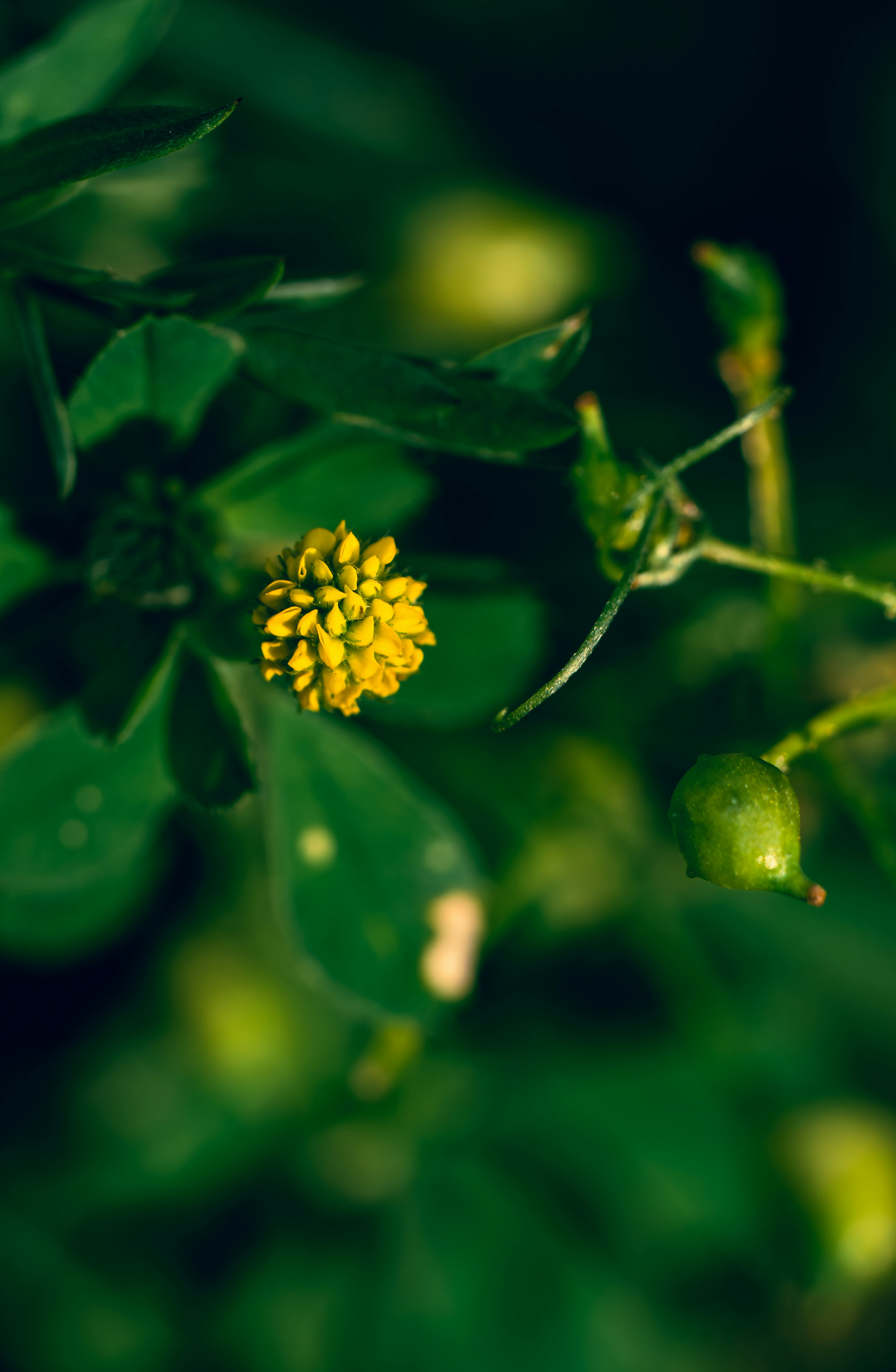Golden Pollination: a close-up of a yellow bloom amid emerald foliage