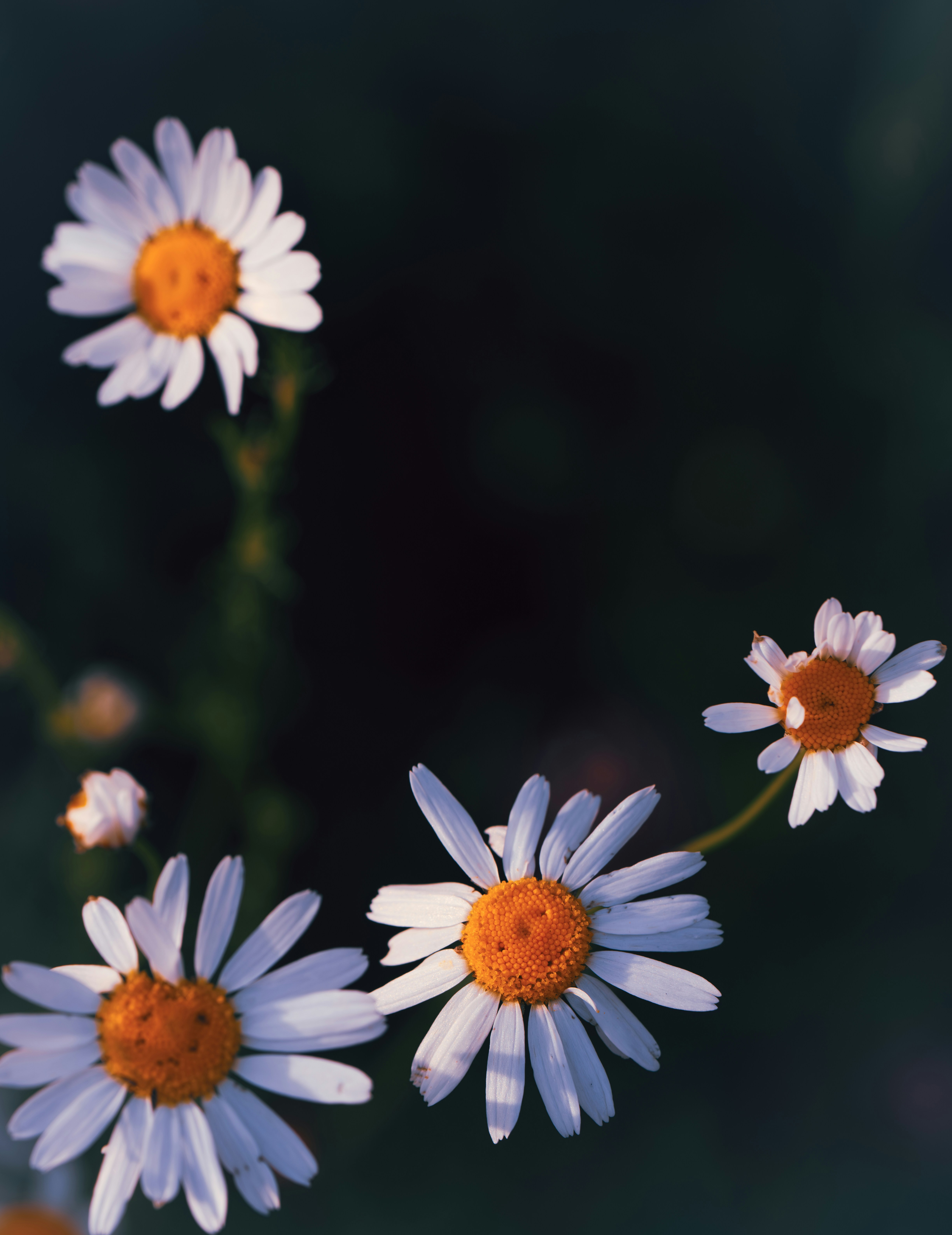 Daisy Quartet: Threads of Sunlit Petals
