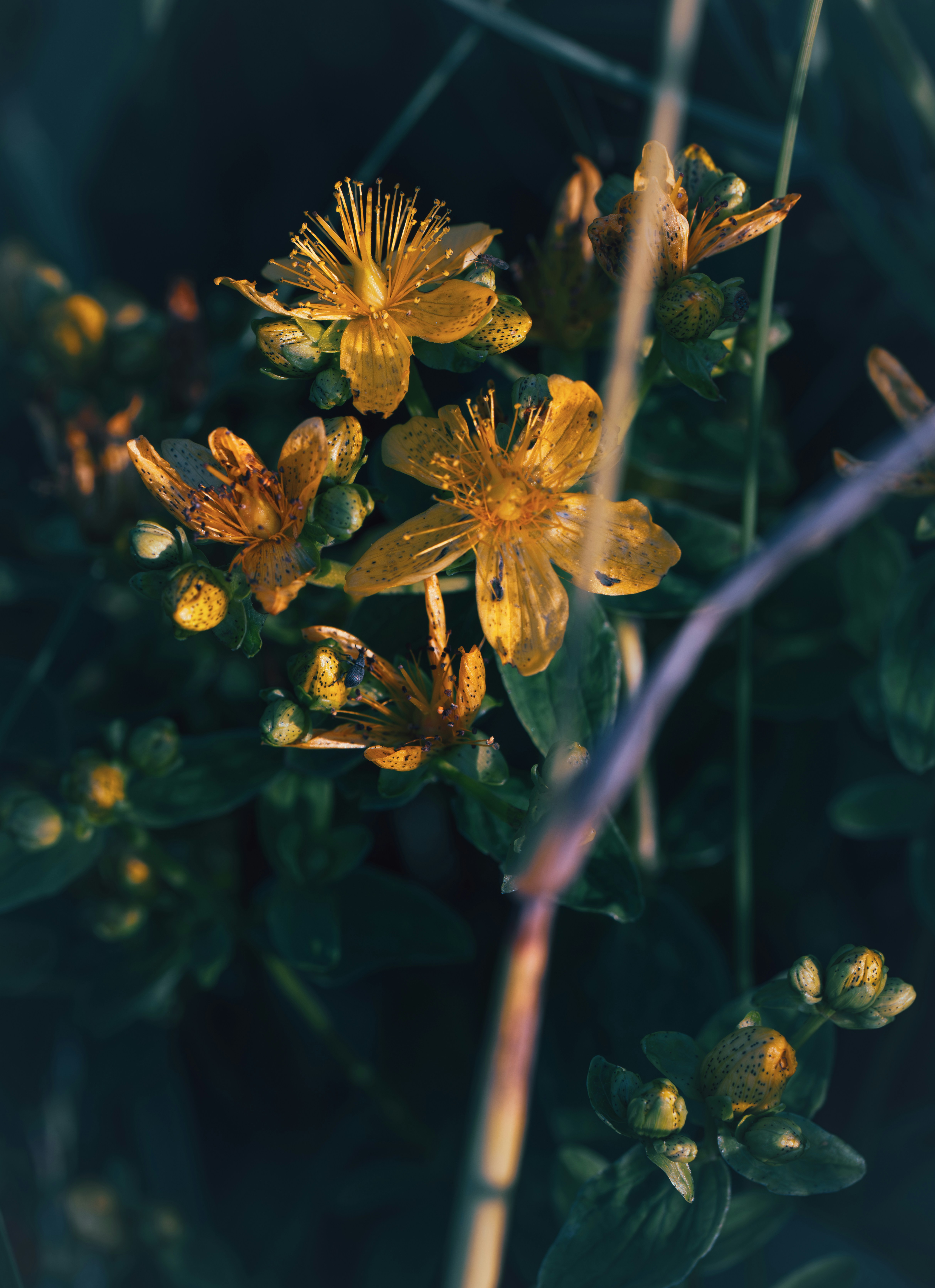 Golden Bloom on a Quiet Bed of Darkness