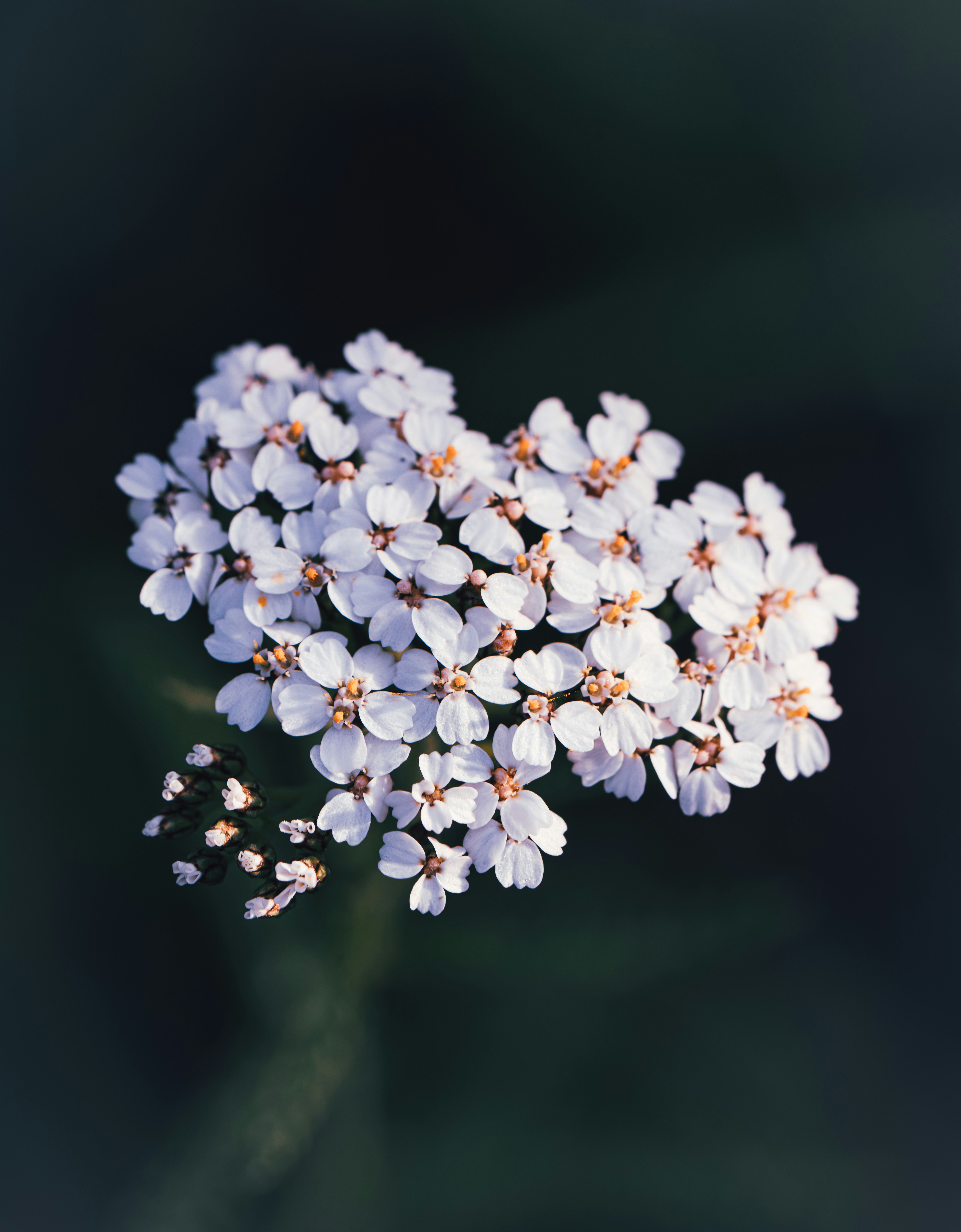 Tiny White Clusters: A Quiet Bouquet in Focus
