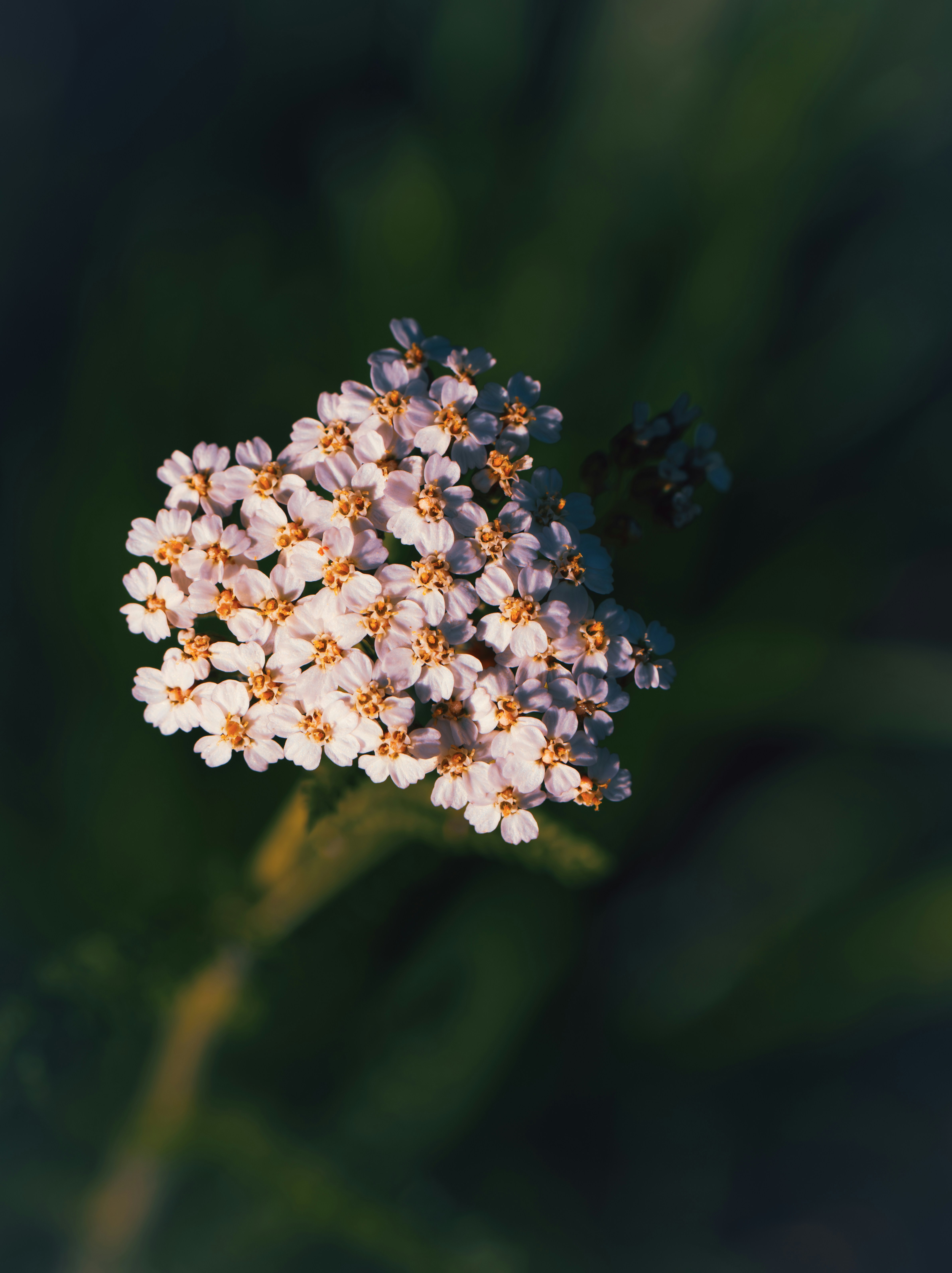 Soft Coral Cluster: Macro Bouquet of Tiny White Flowers